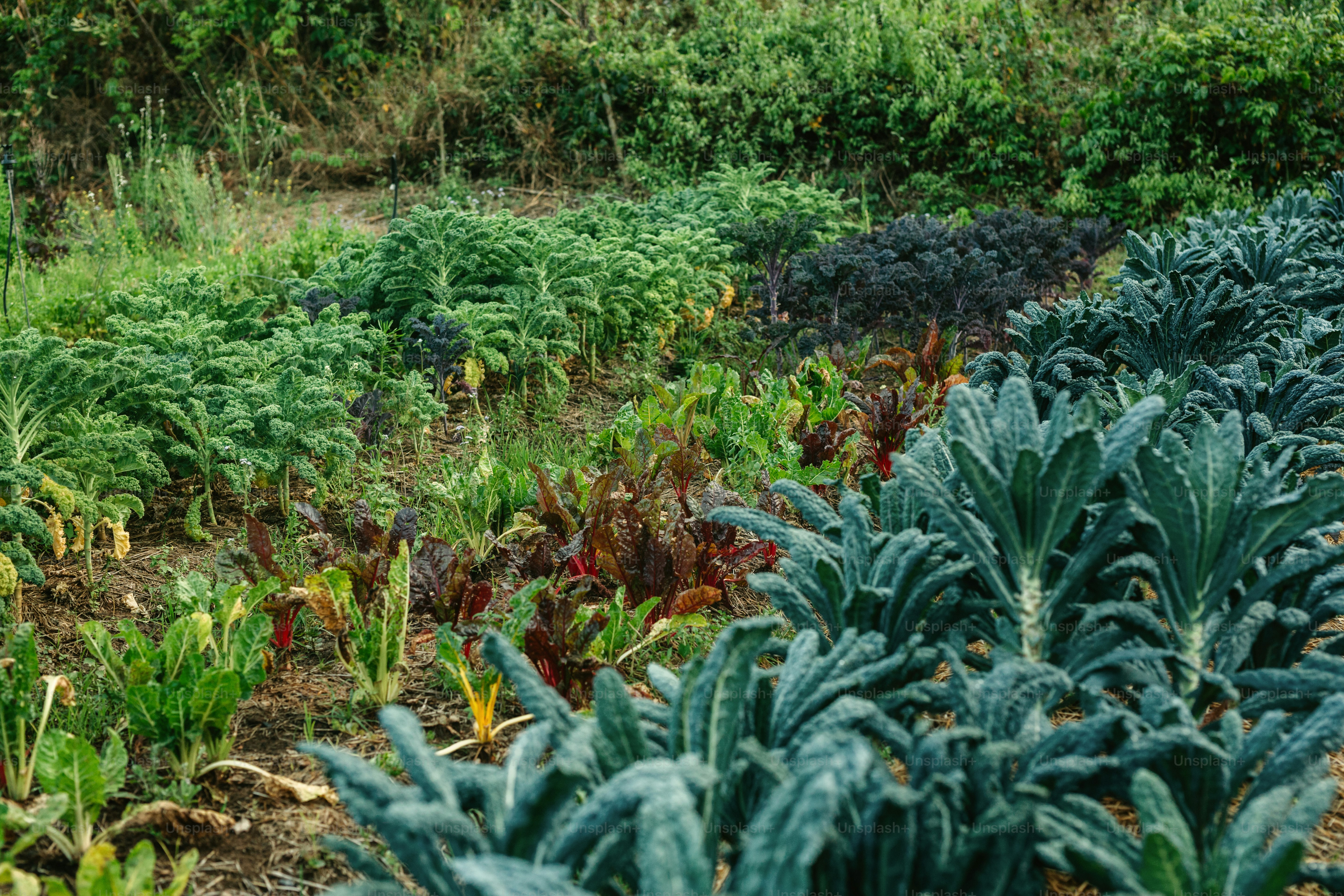 A row of green plants in a field photo – Vegetable patch Image on Unsplash