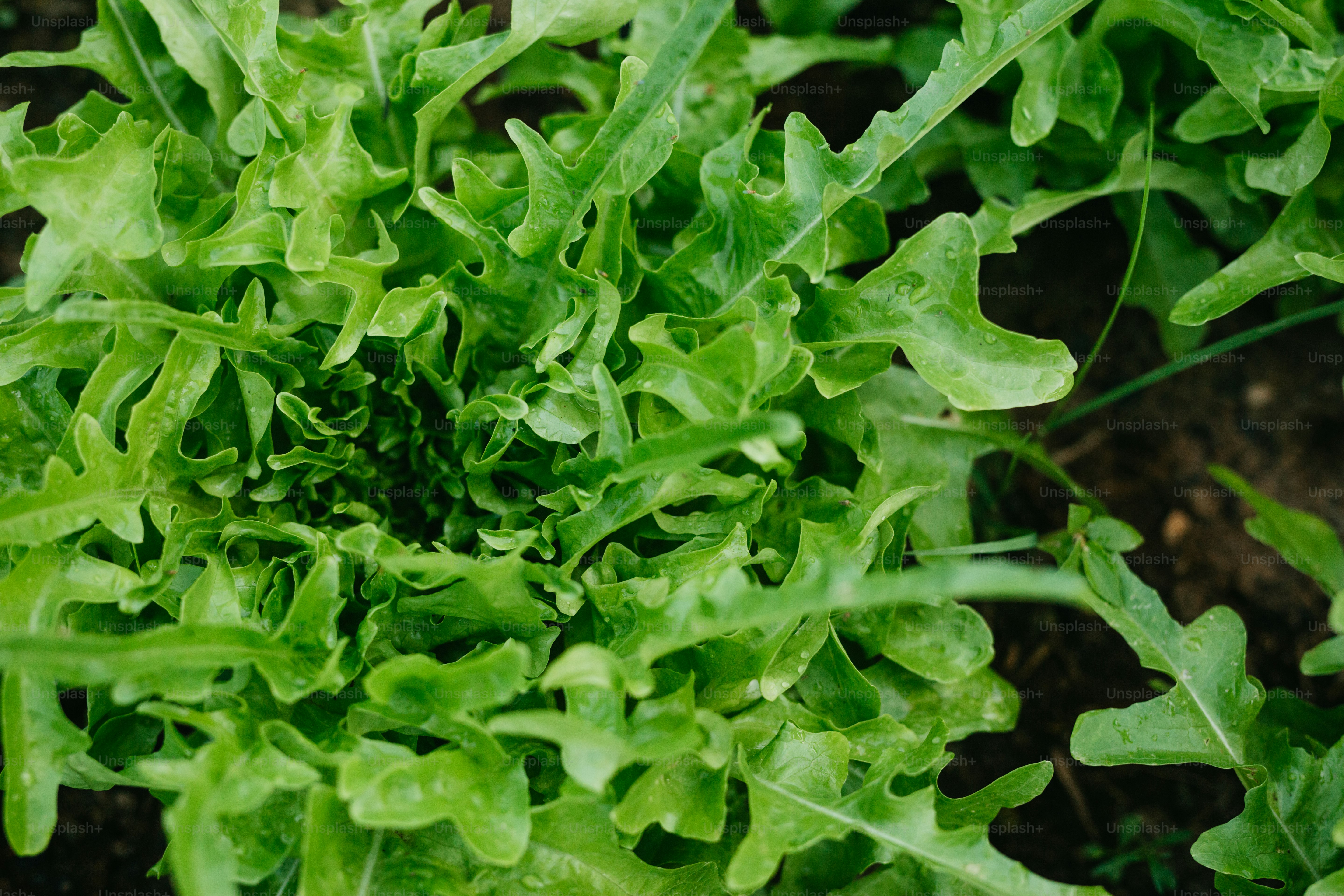 Un gros plan d’une plante verte feuillue photo – Image de Agriculture ...
