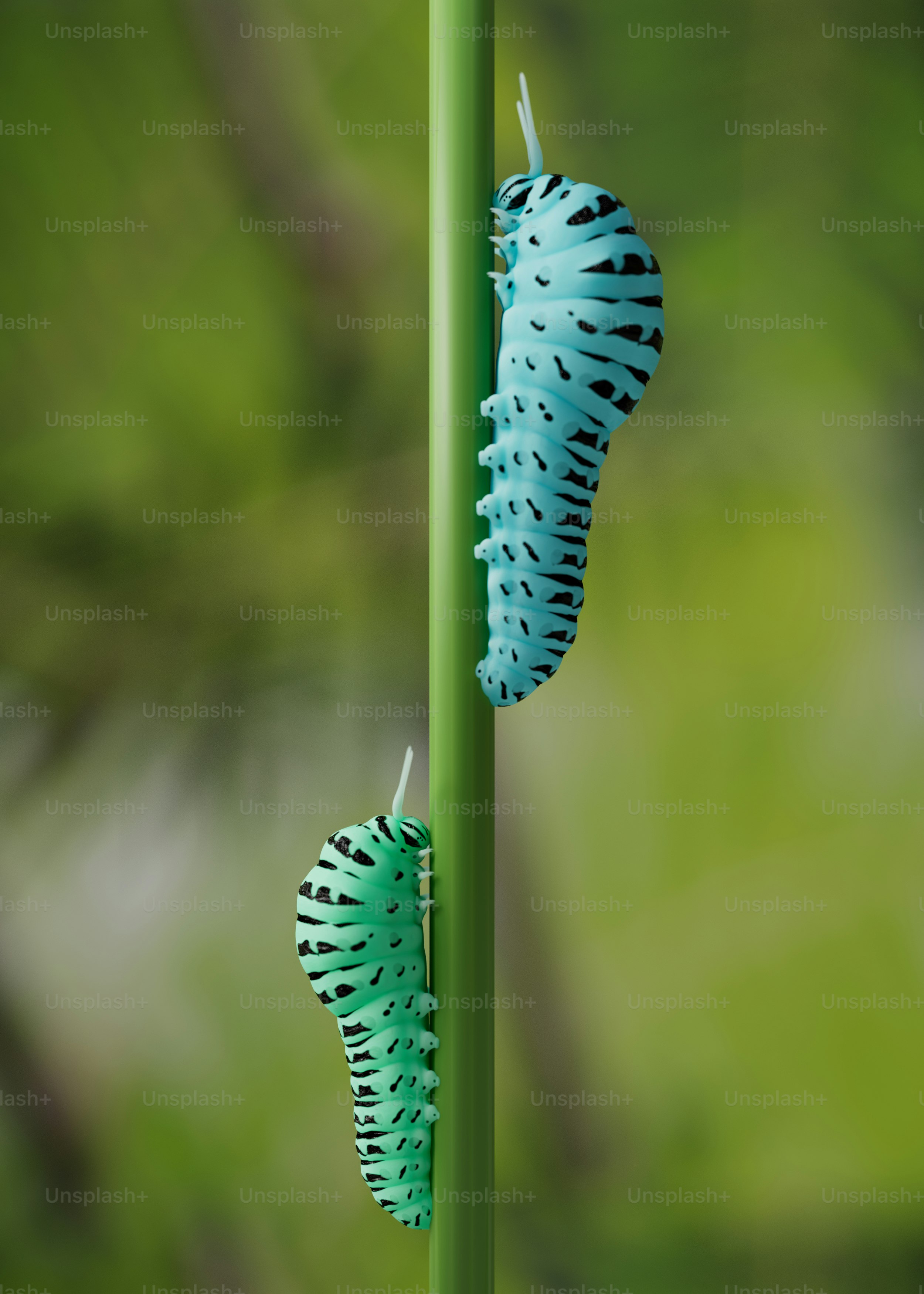 Un paio di bruchi blu seduti sopra una pianta verde foto – Immagine di ...