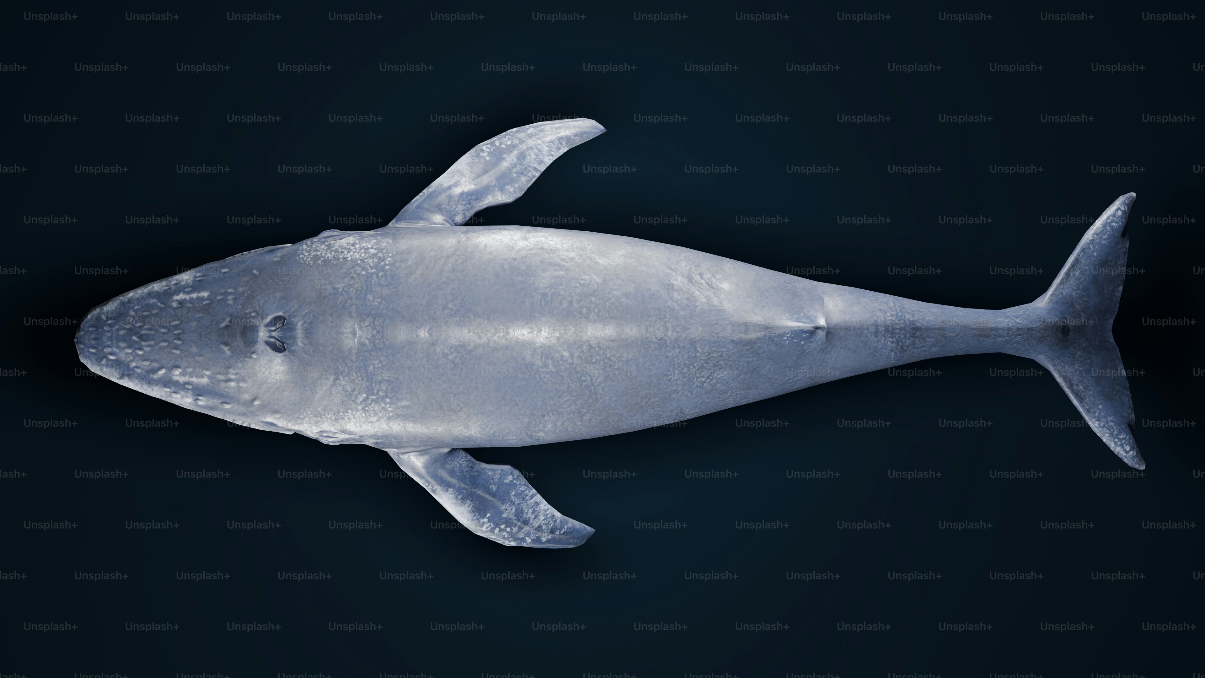 A white fish floating on top of a body of water photo – Animal Image on ...