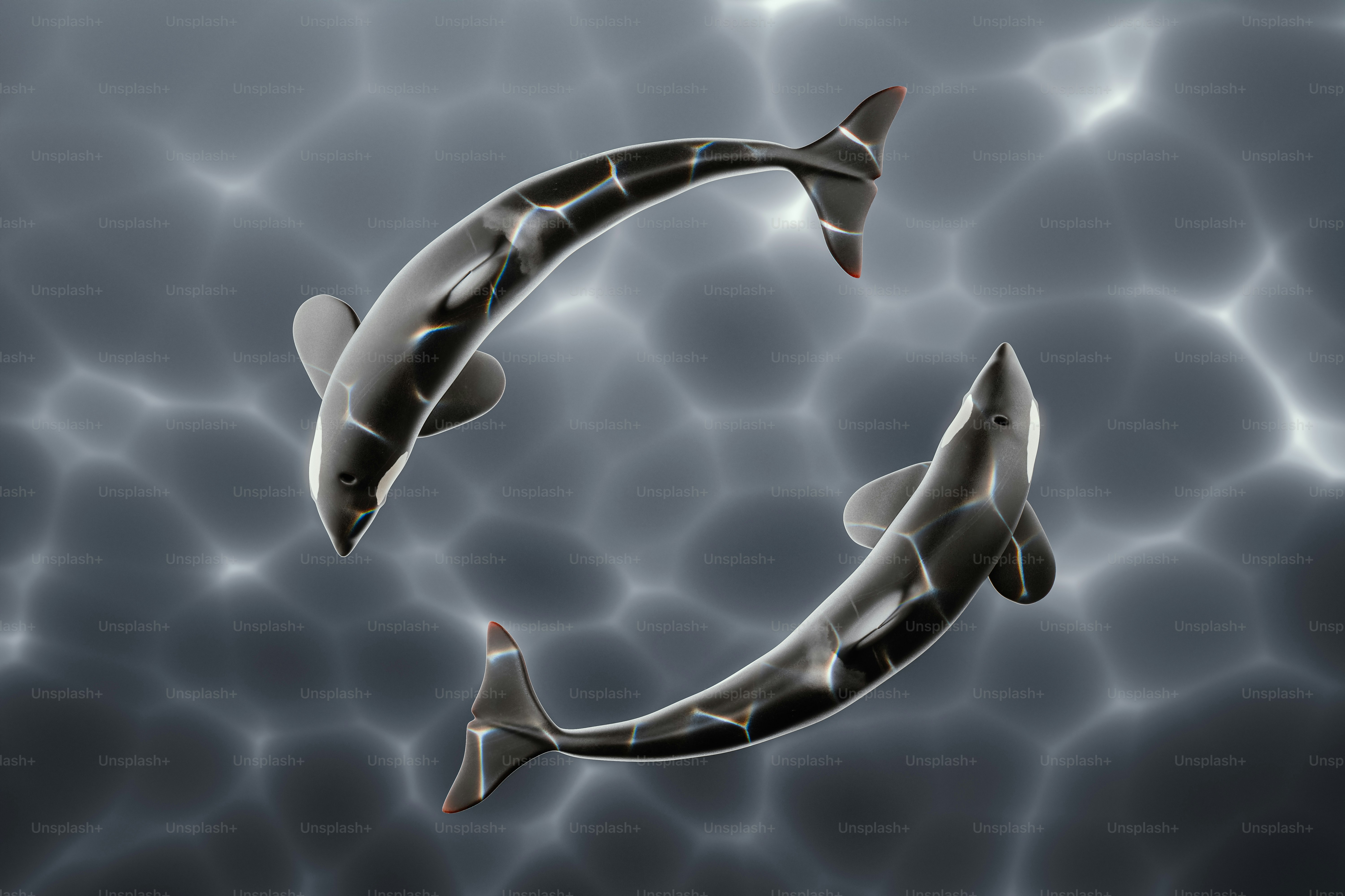 A couple of fish floating on top of a body of water photo – Orca Image ...