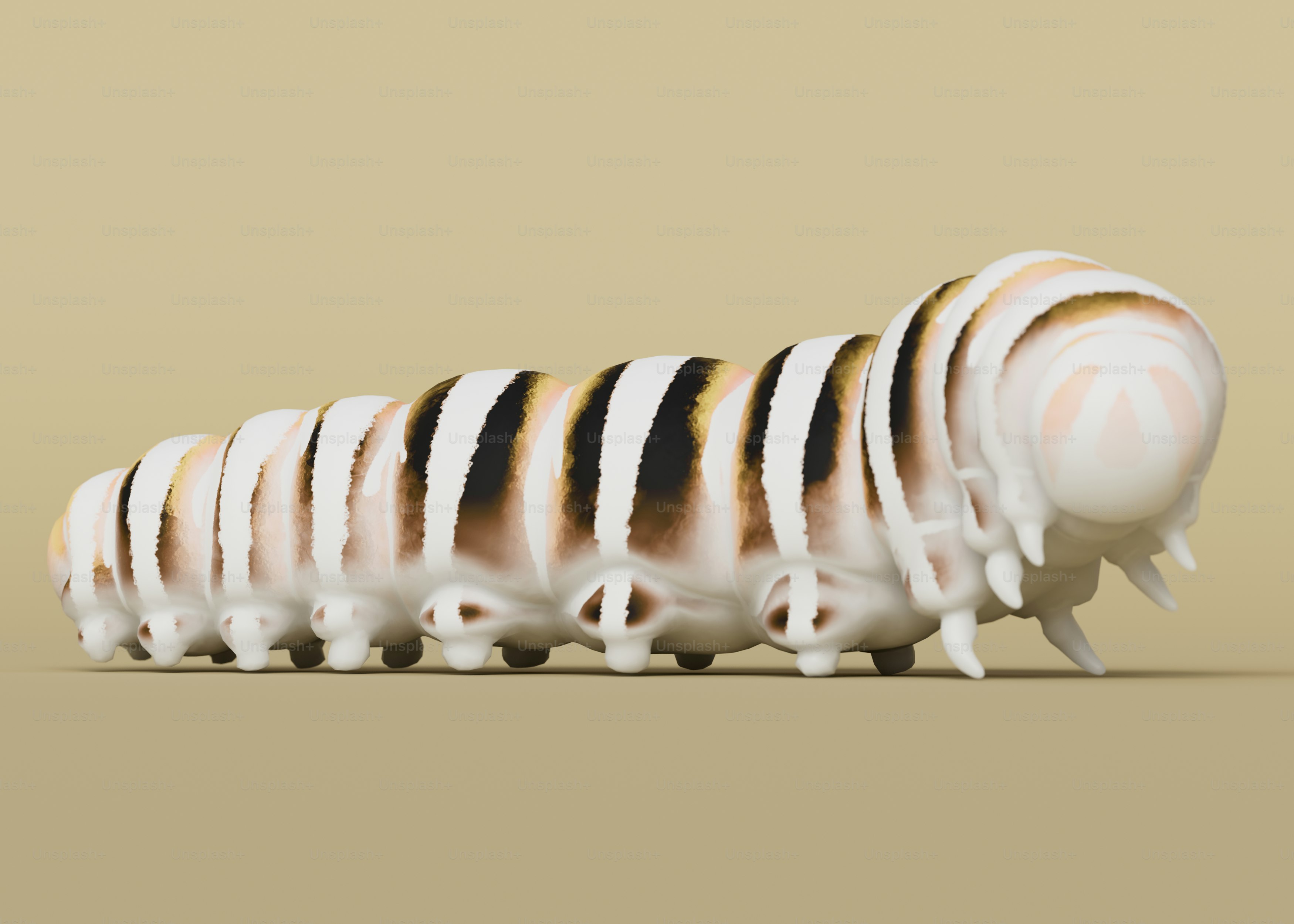 A white and black caterpillar on a beige background photo – Digital ...