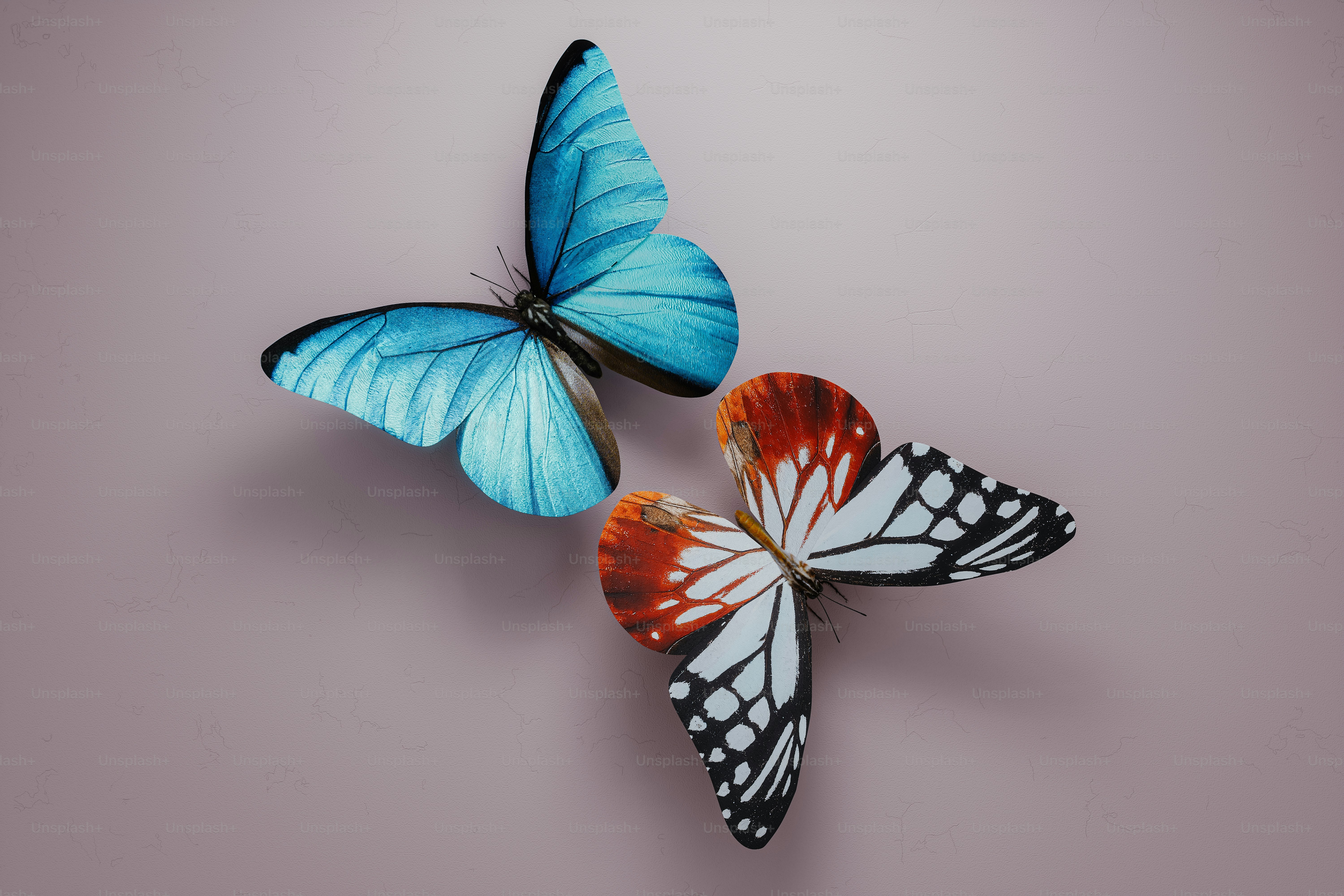 Two butterflies flying next to each other on a gray background photo ...