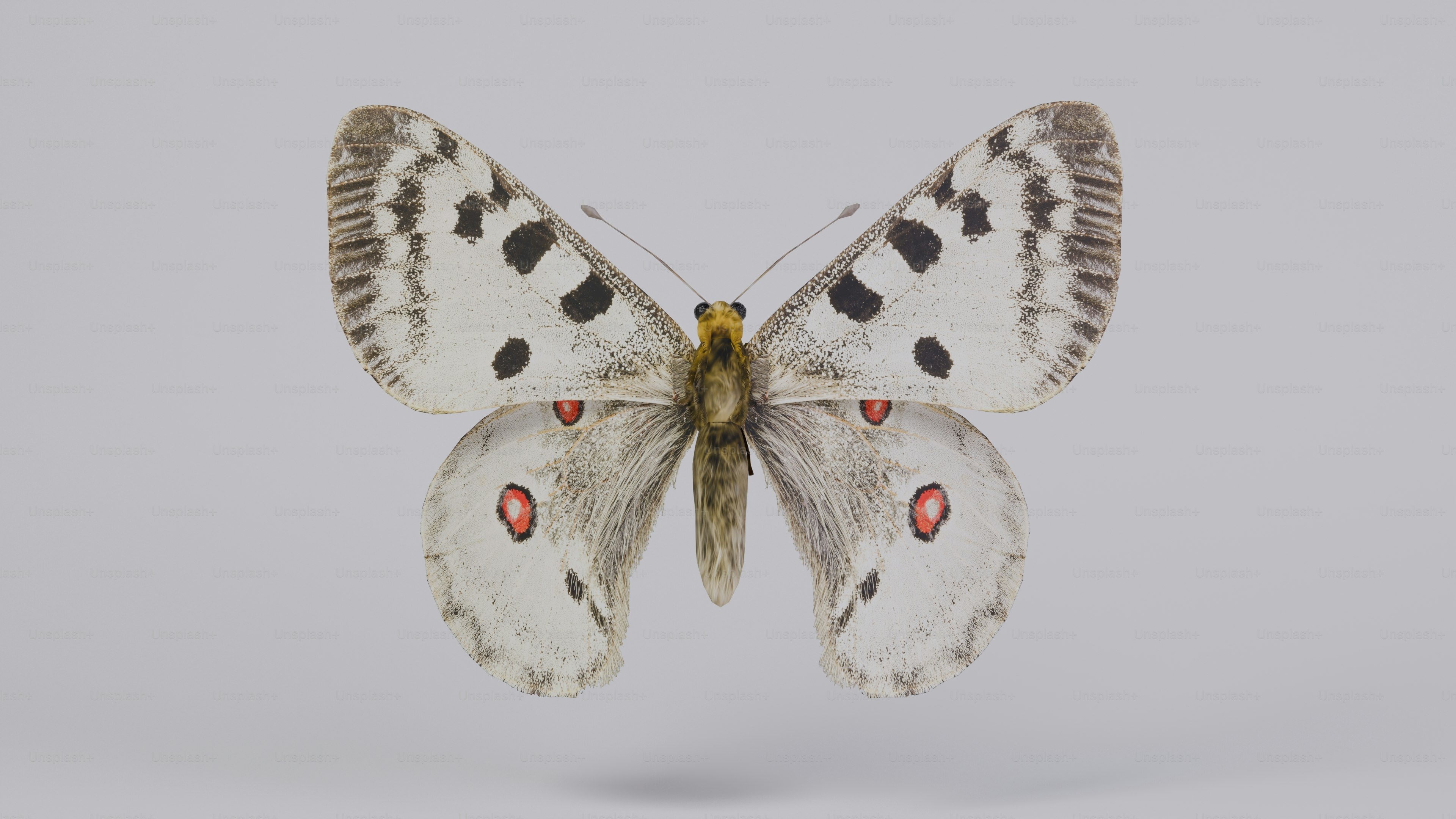 Batterfly Pictures | Download Free Images on Unsplash