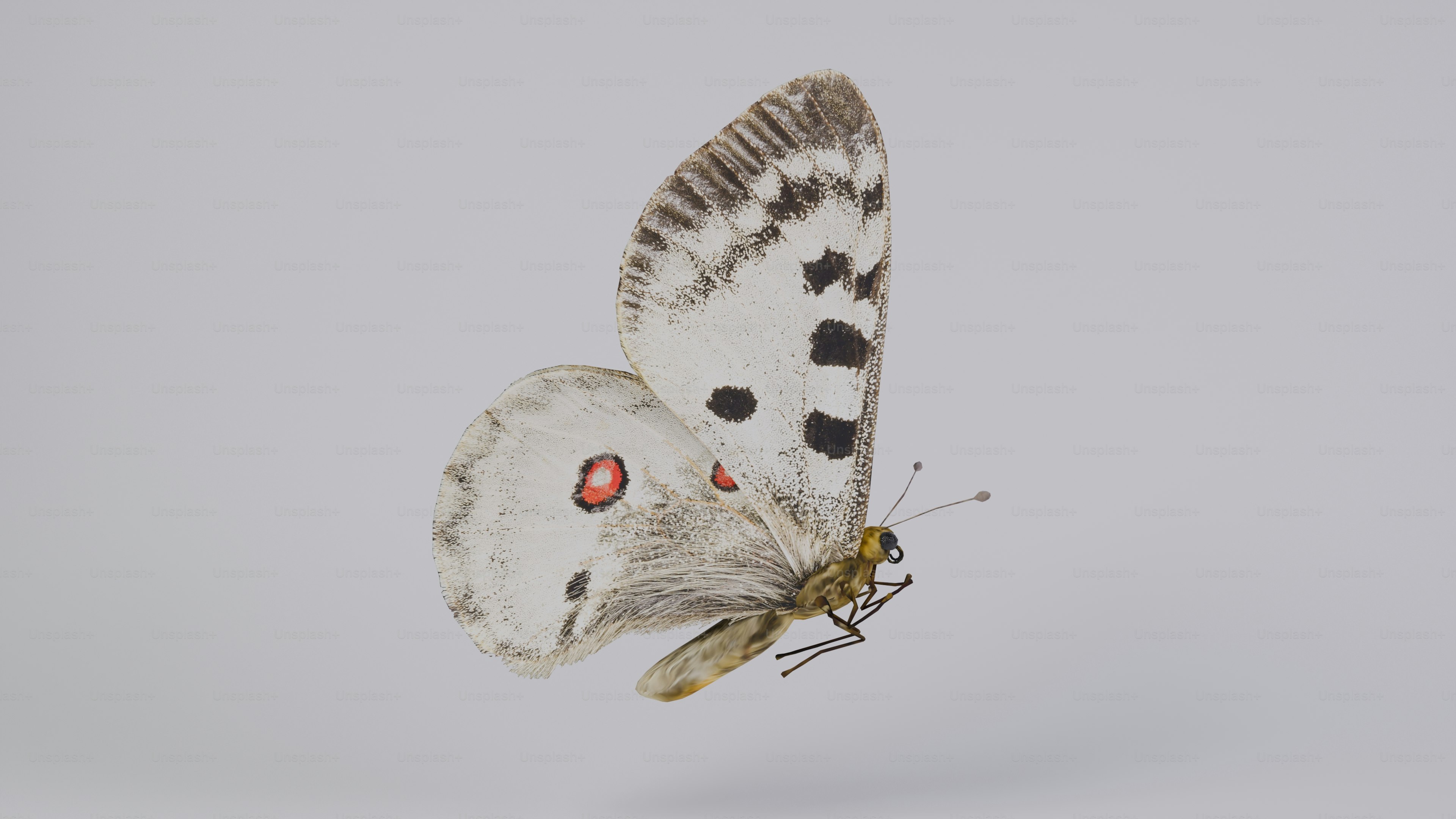 A white and black butterfly flying in the sky photo – Animal Image on ...