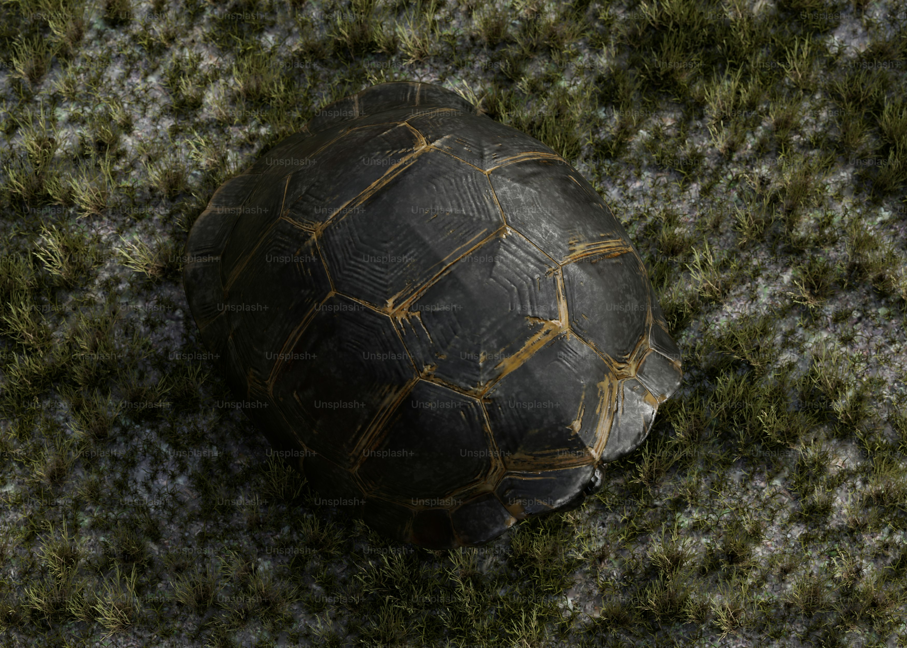 Tortoise Shell Pictures | Download Free Images on Unsplash
