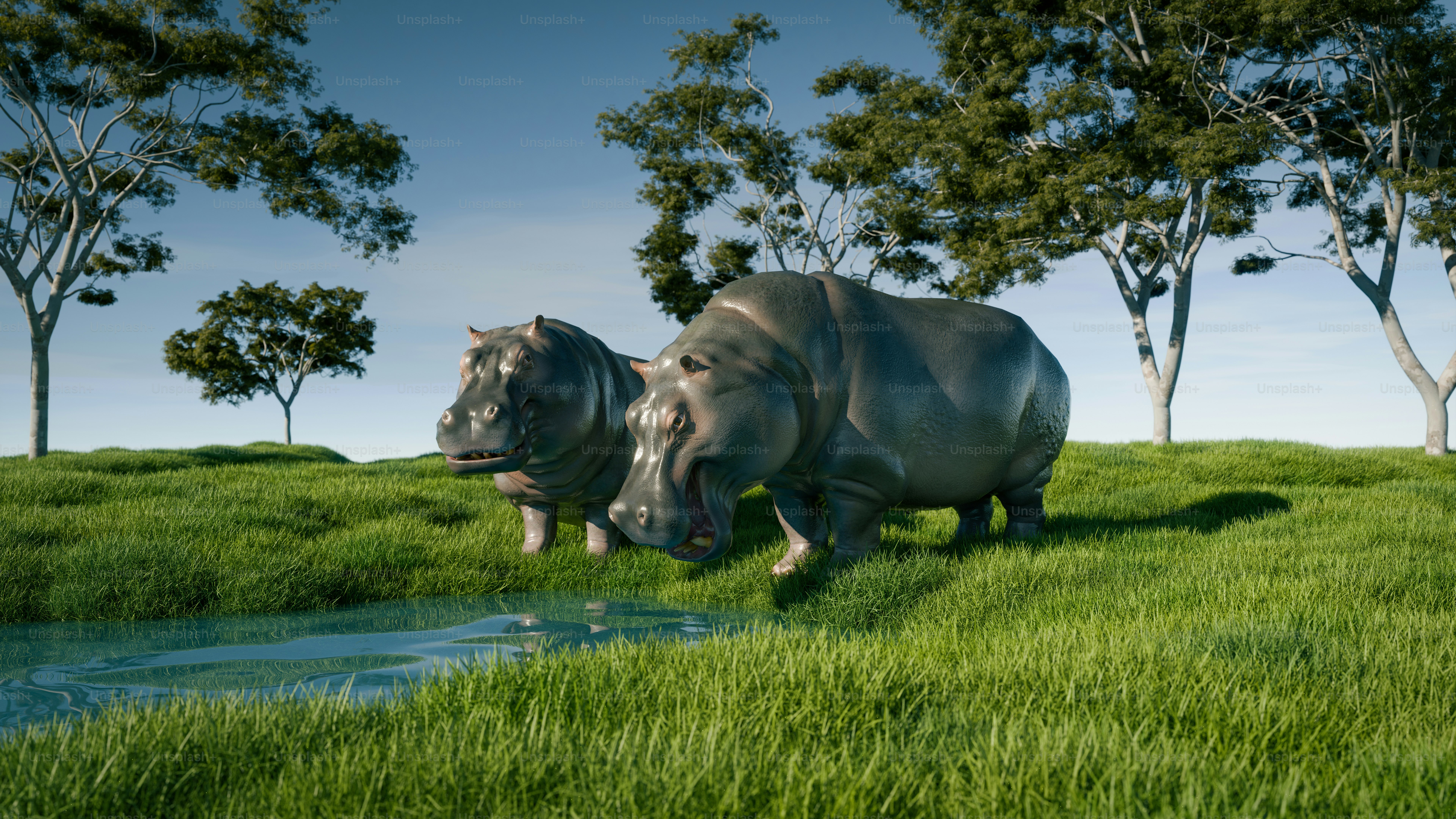 Two hippos are standing in a grassy field photo – Digital image Image ...