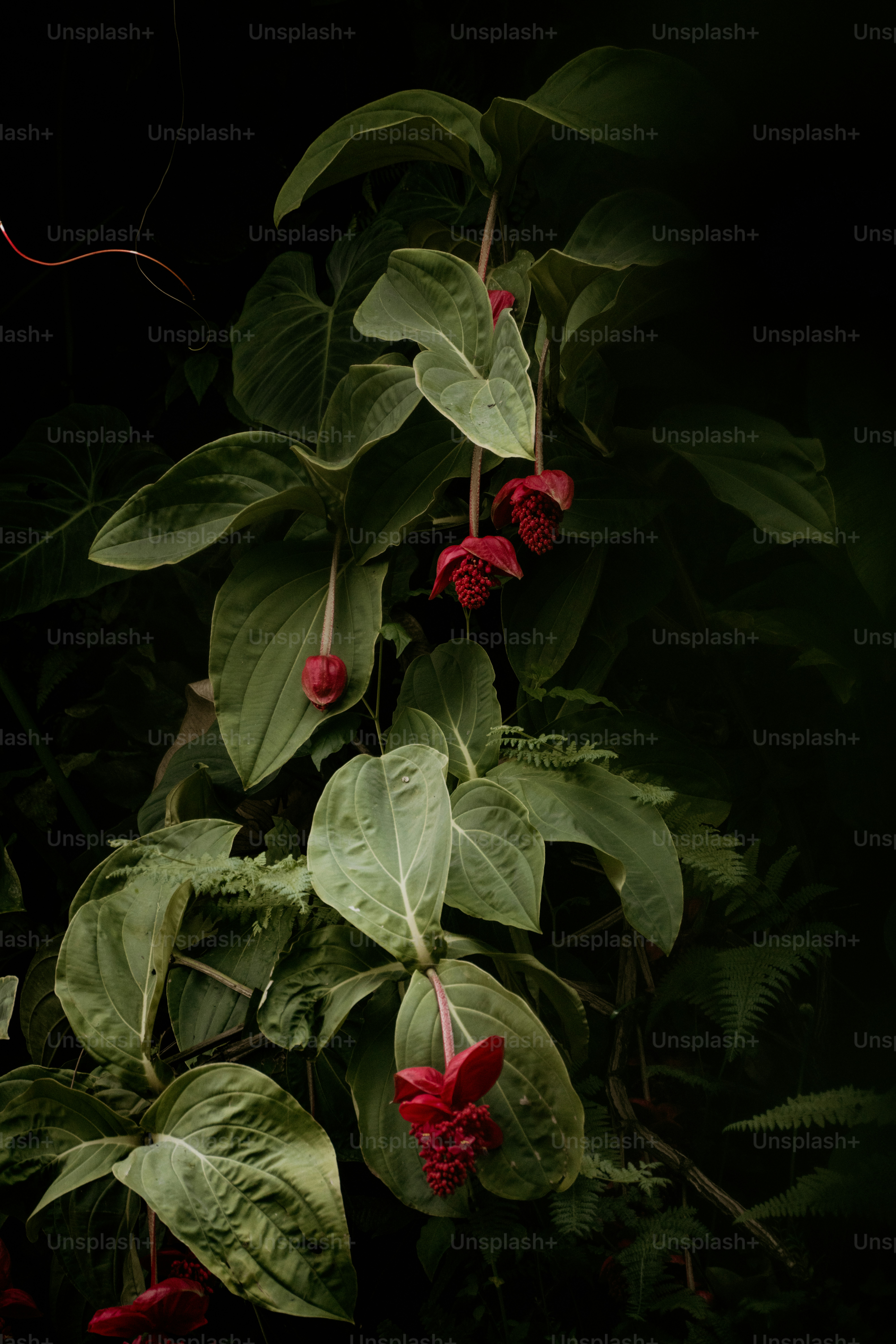 Une plante aux fleurs rouges et aux feuilles vertes photo – Image de ...