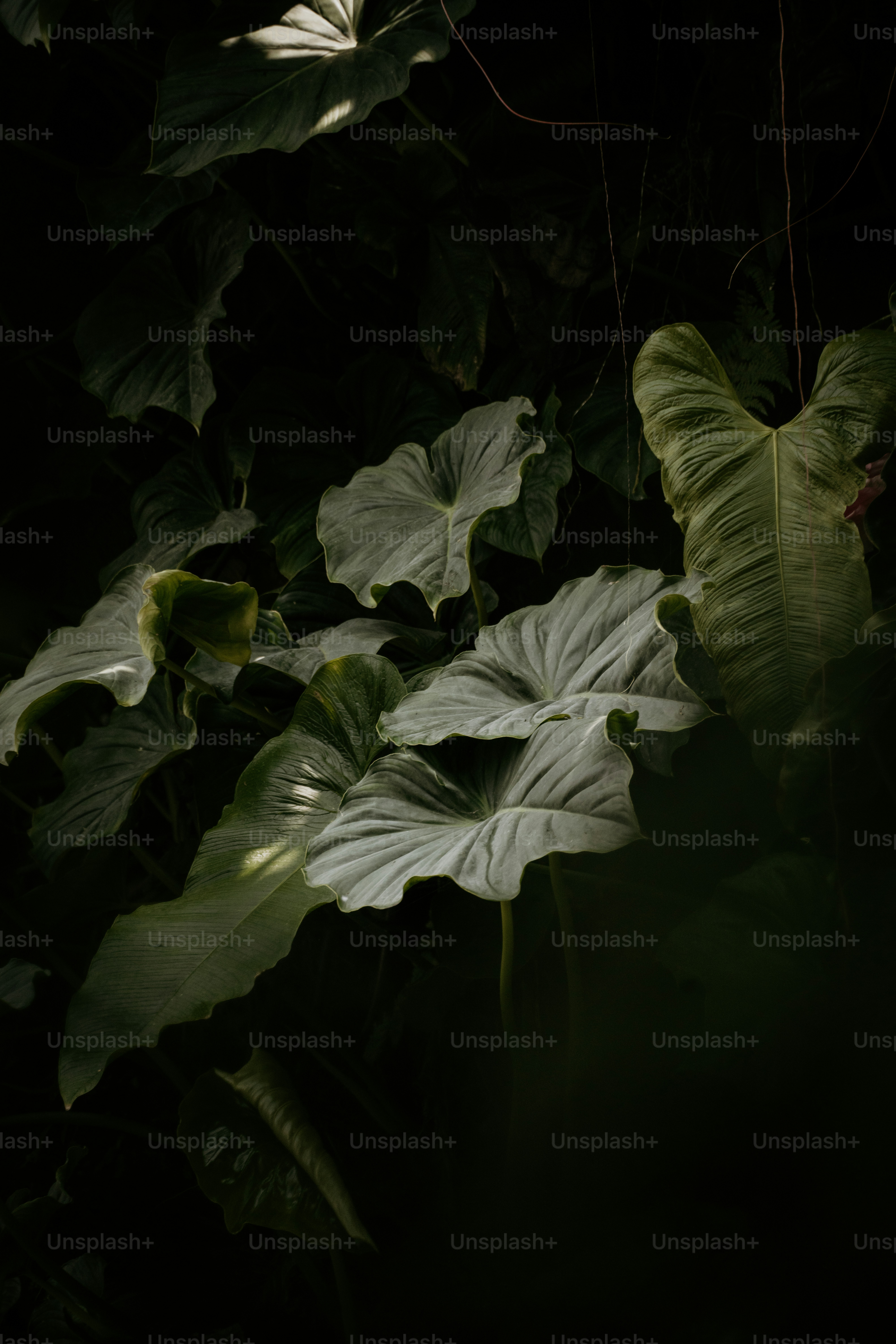 A painting of a pink tree next to a river photo – Render Image on Unsplash