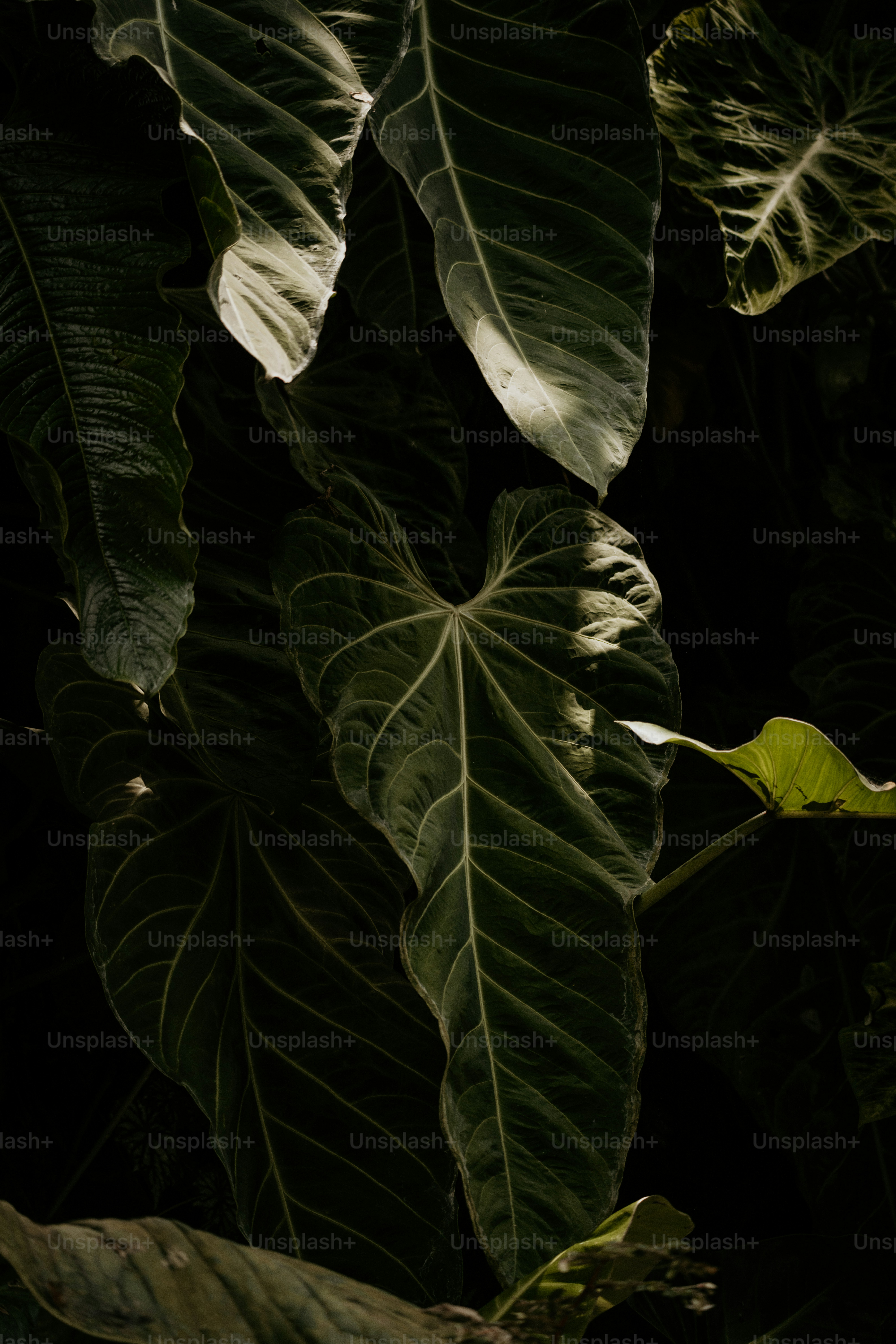 A painting of a pink tree next to a river photo – Render Image on Unsplash