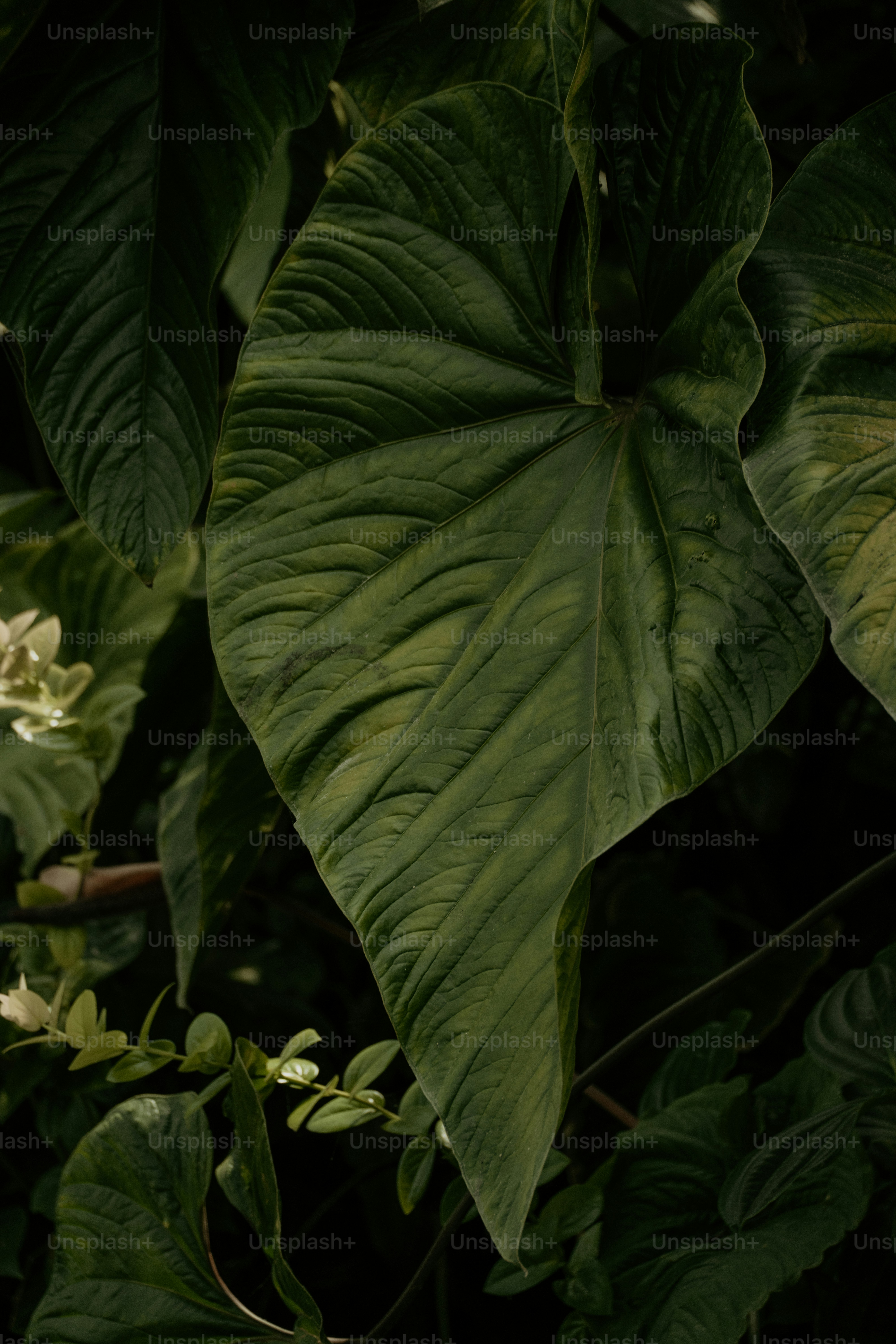 A painting of a pink tree next to a river photo – Render Image on Unsplash