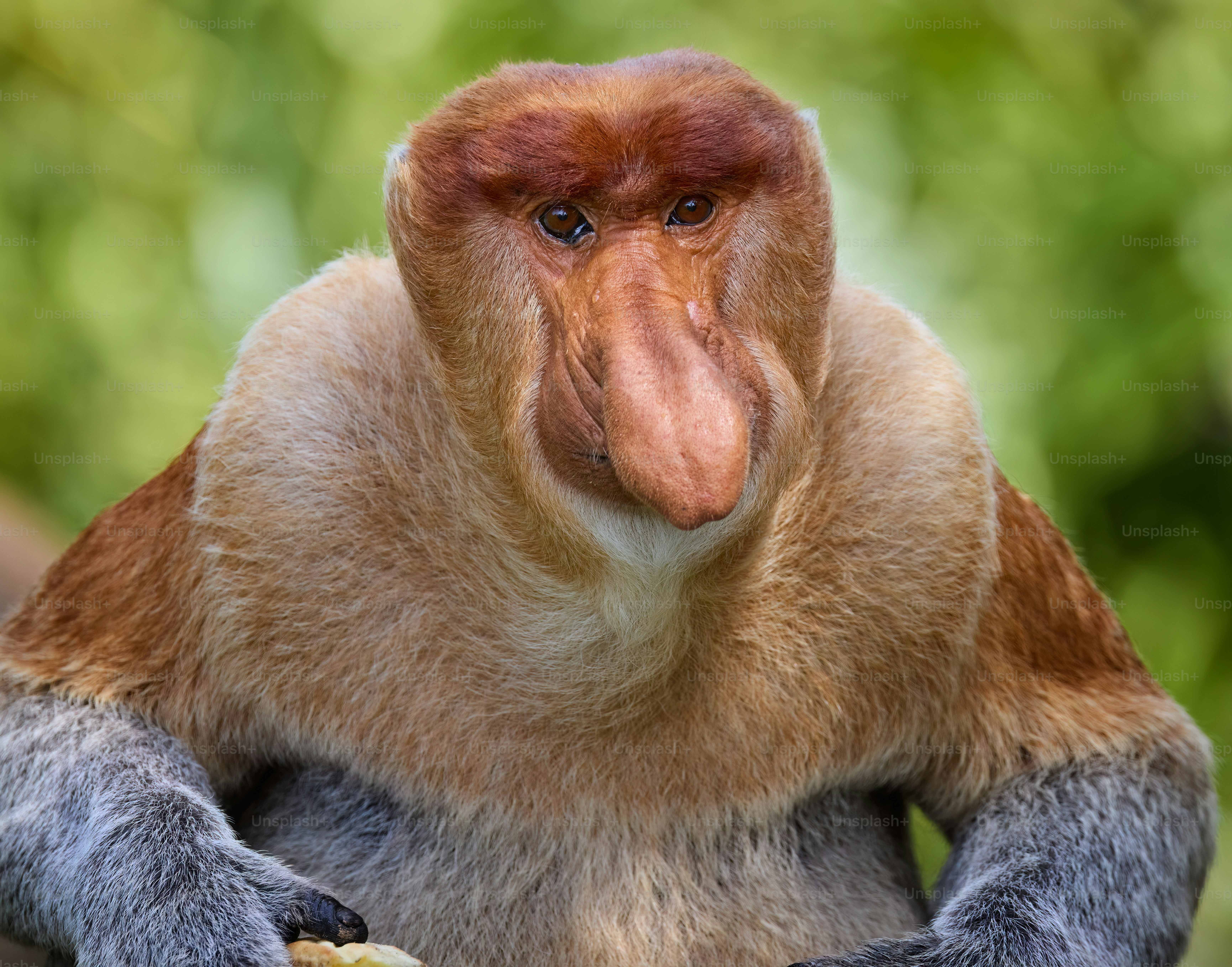 A close up of a monkey holding a banana photo – Proboscis monkey Image ...