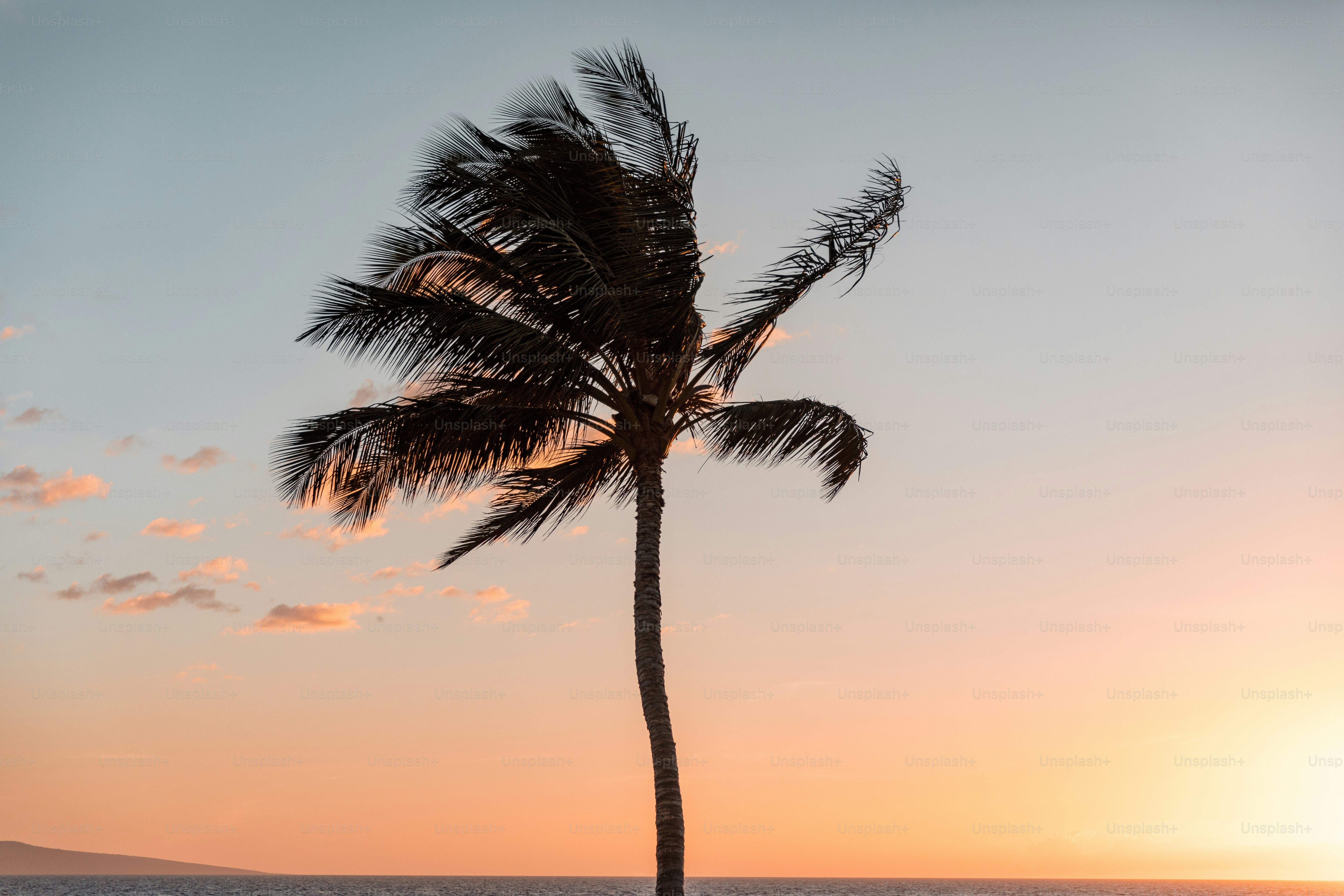 A palm tree blowing in the wind on a beach photo – Summer Image on Unsplash