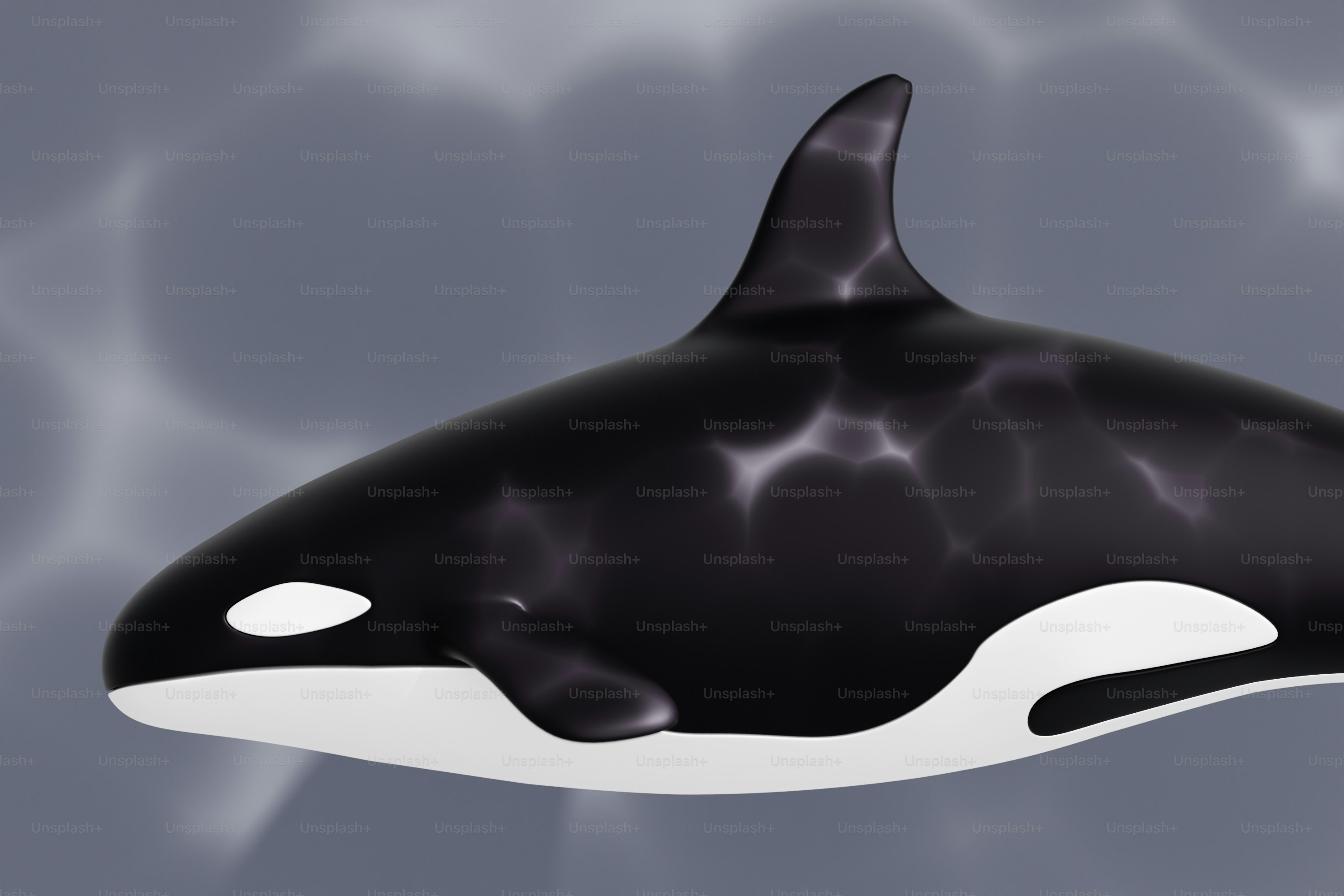 A black and white orca whale floating in the water photo – Render Image ...