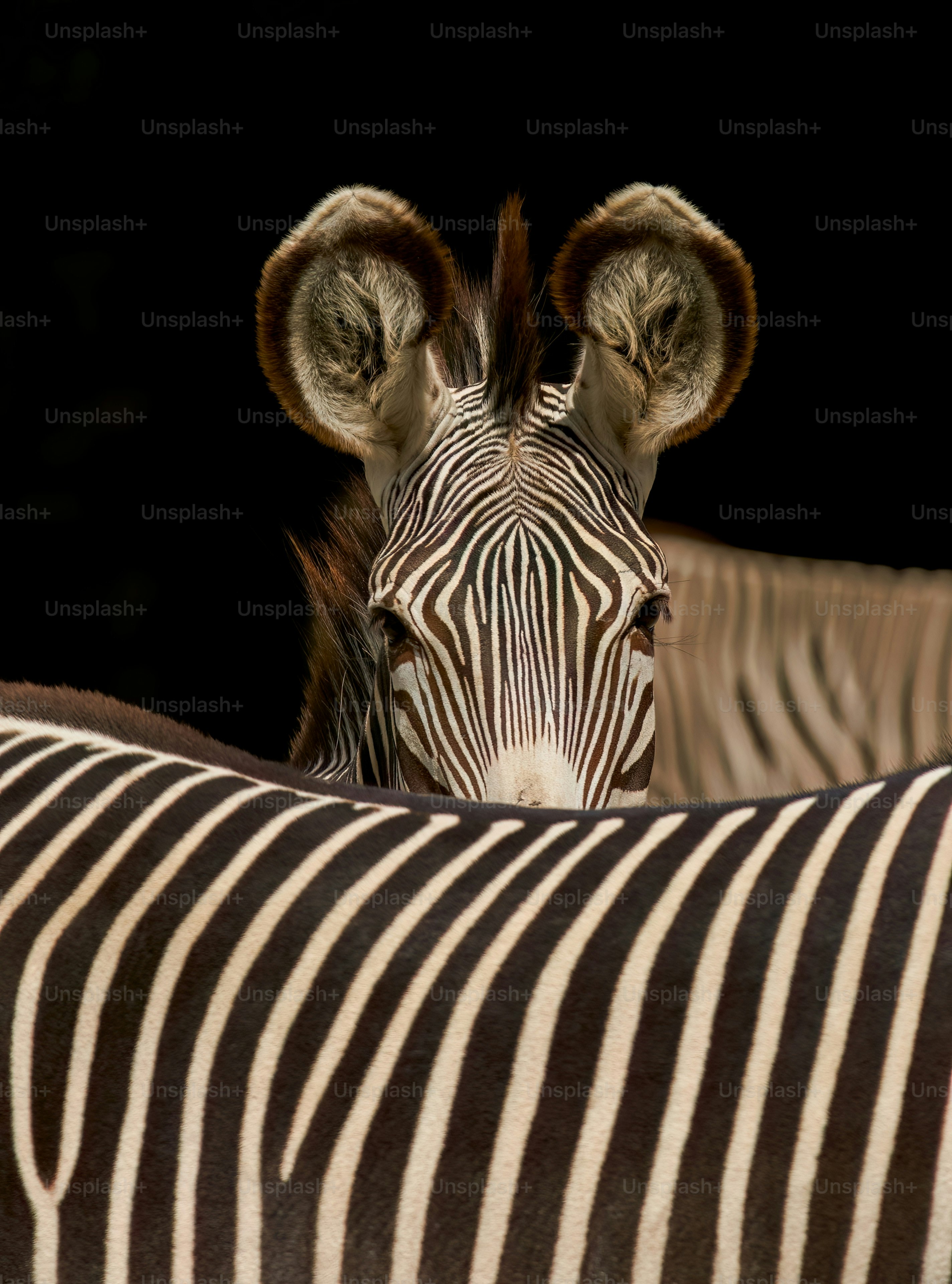 A close up of a zebra looking at the camera photo – Animal Image on ...