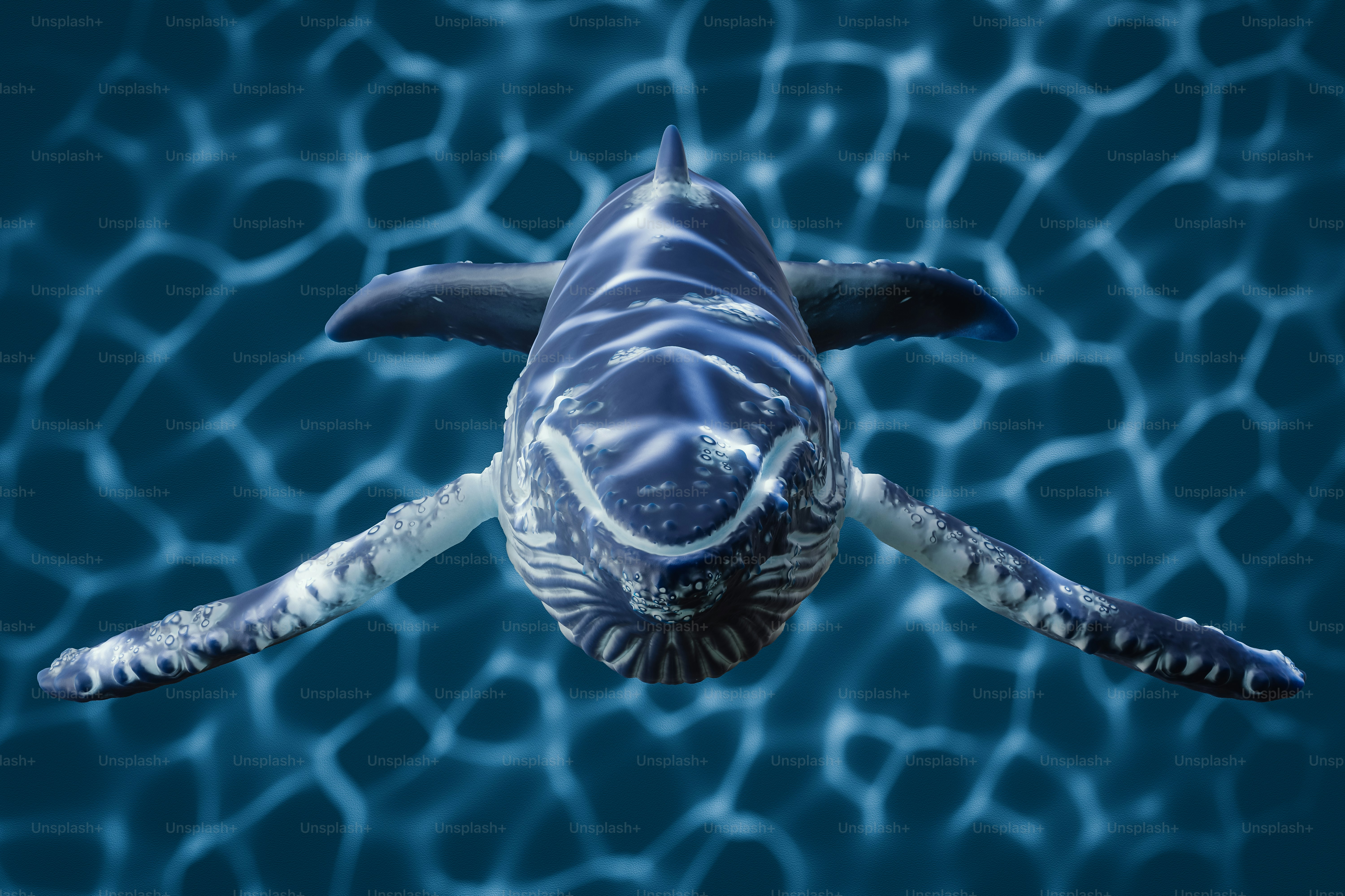 A humpback whale swimming in a pool of water photo – Wallpaper Image on ...