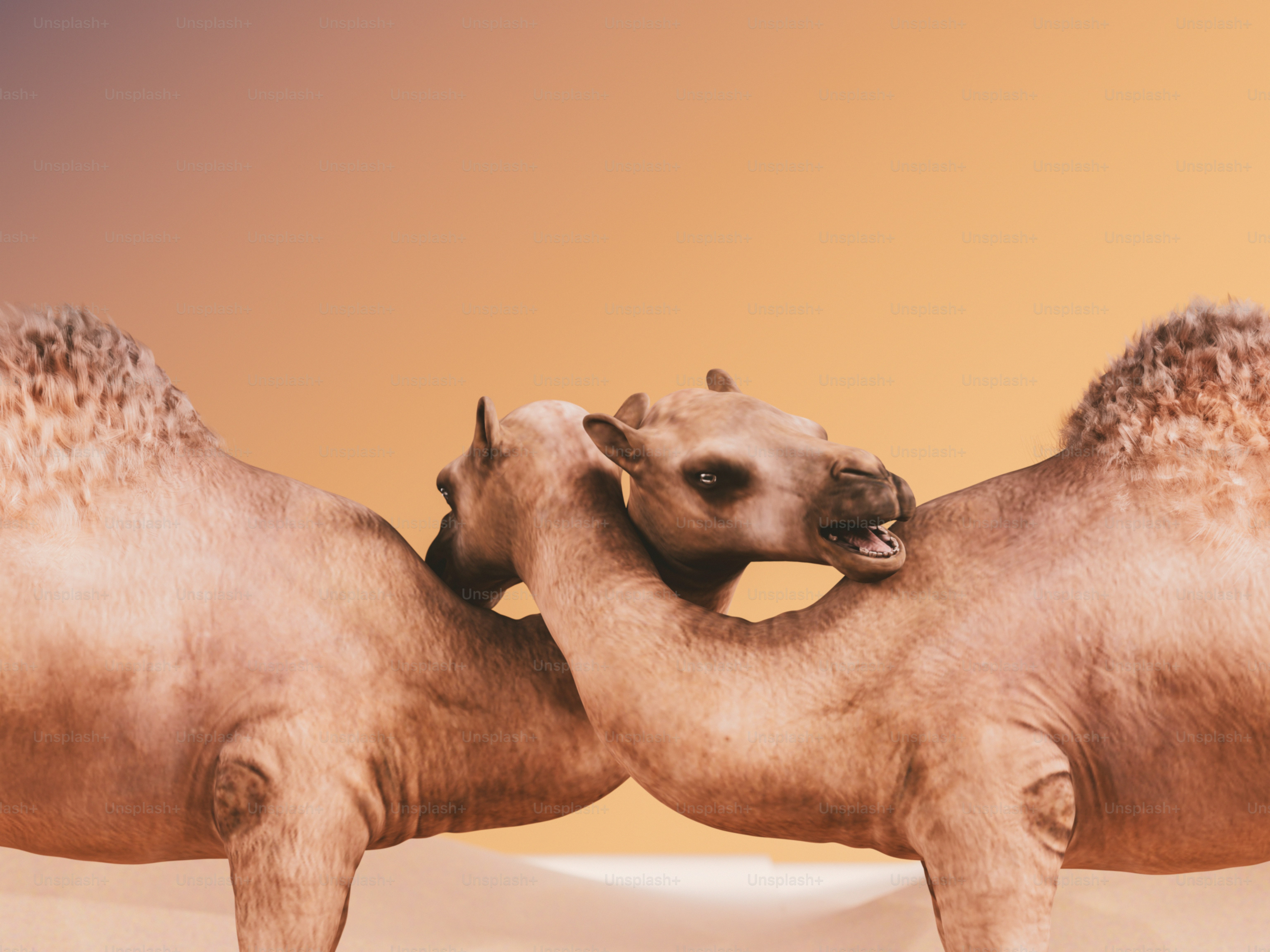 A couple of camel standing next to each other photo – Camel Image on ...