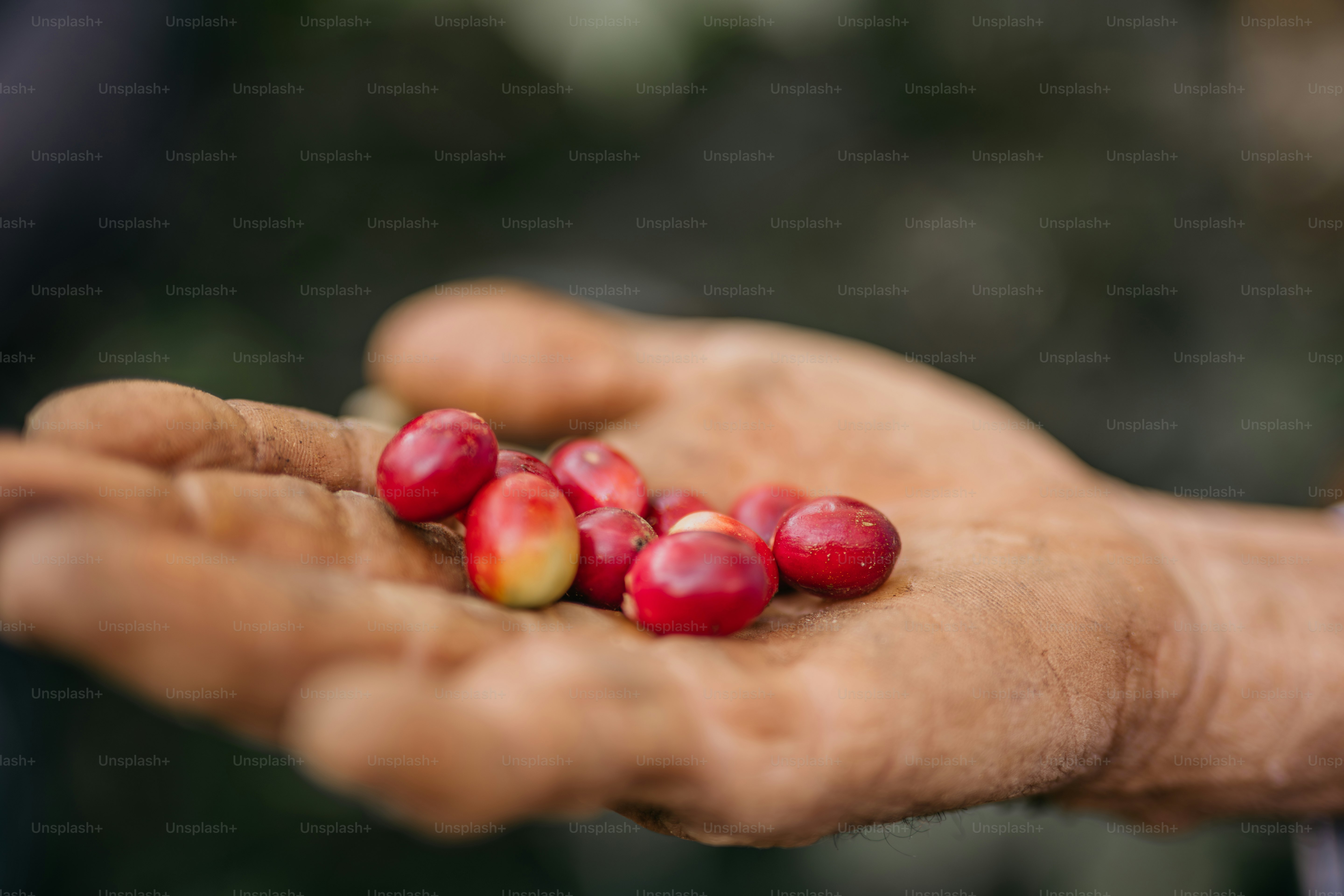 A person holding out a handful of fruit photo – Harvest Image on Unsplash