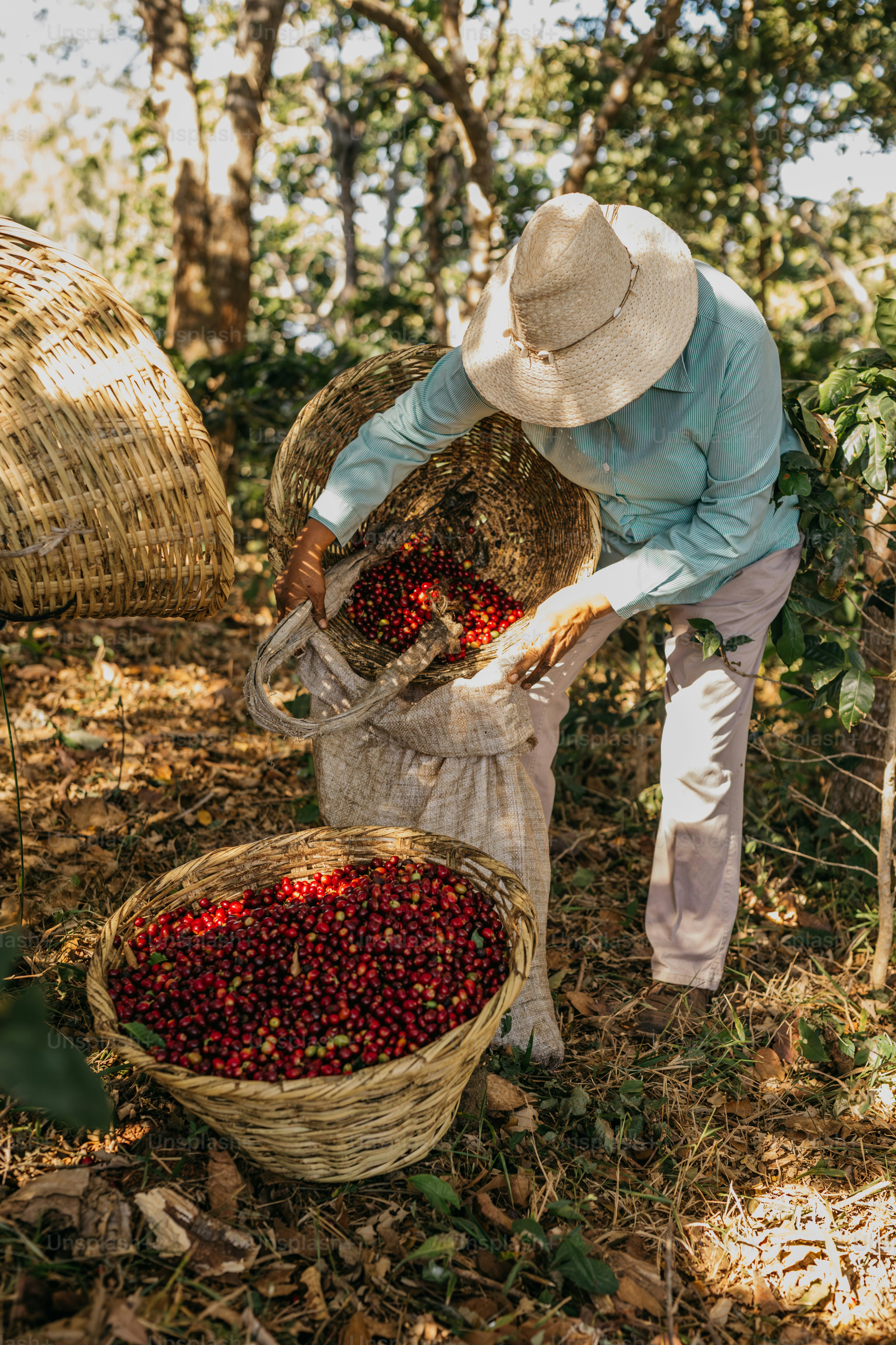 Un hombre está recogiendo bayas de un arbusto foto – Imagen de Fruta en ...