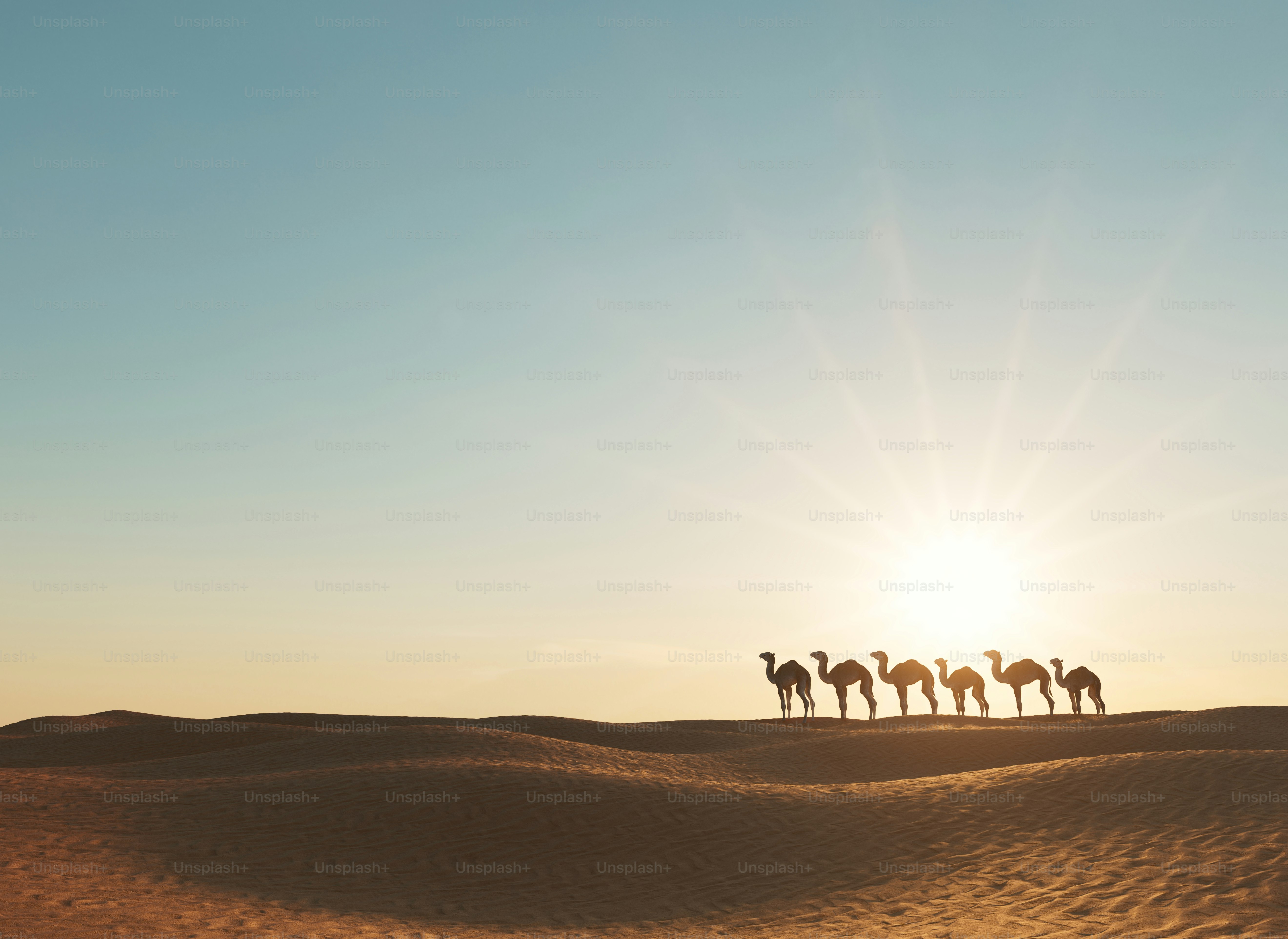 A group of camels walking across a desert photo – Digital image Image ...