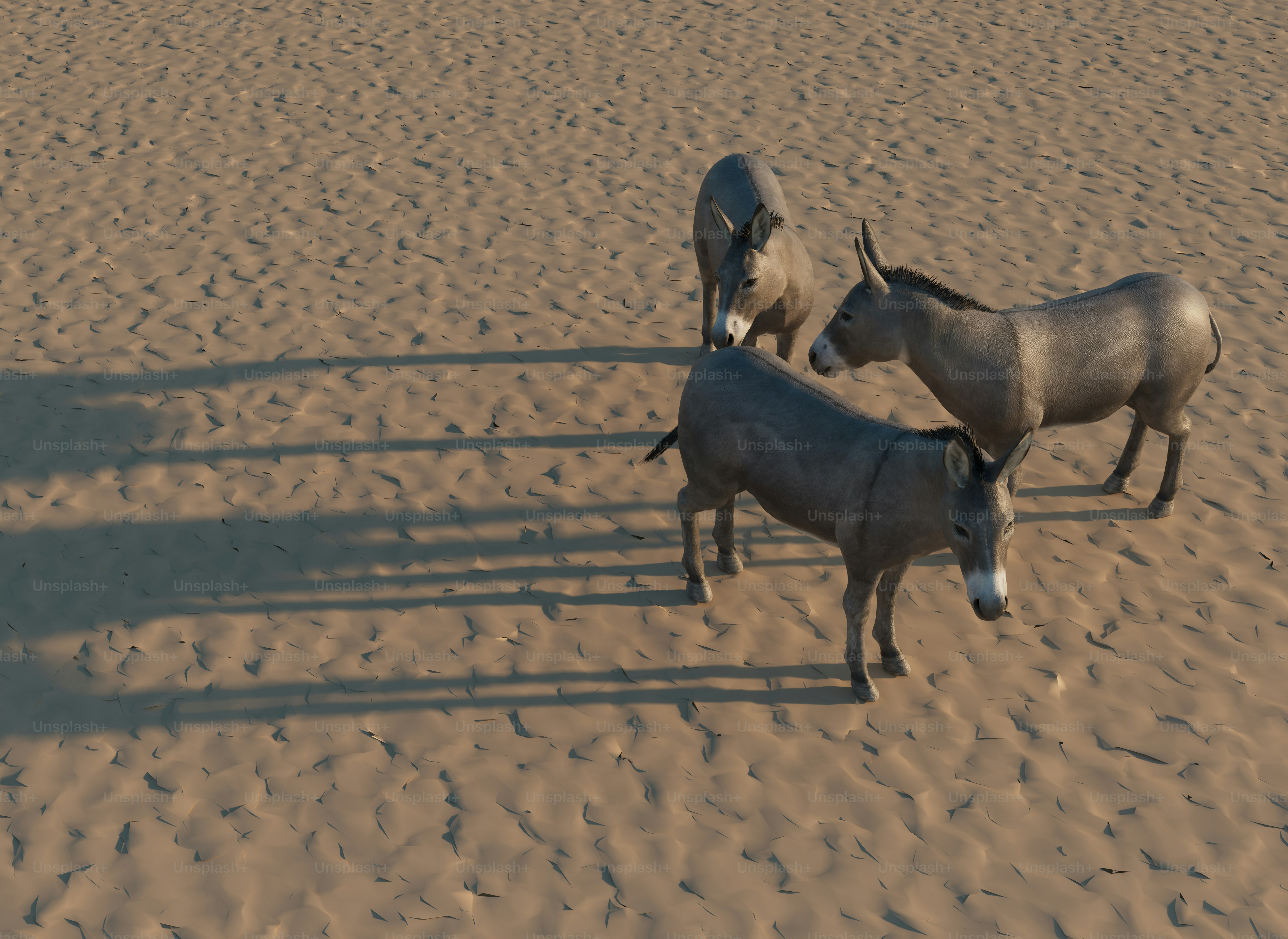 A group of animals standing on top of a sandy beach photo – Digital ...