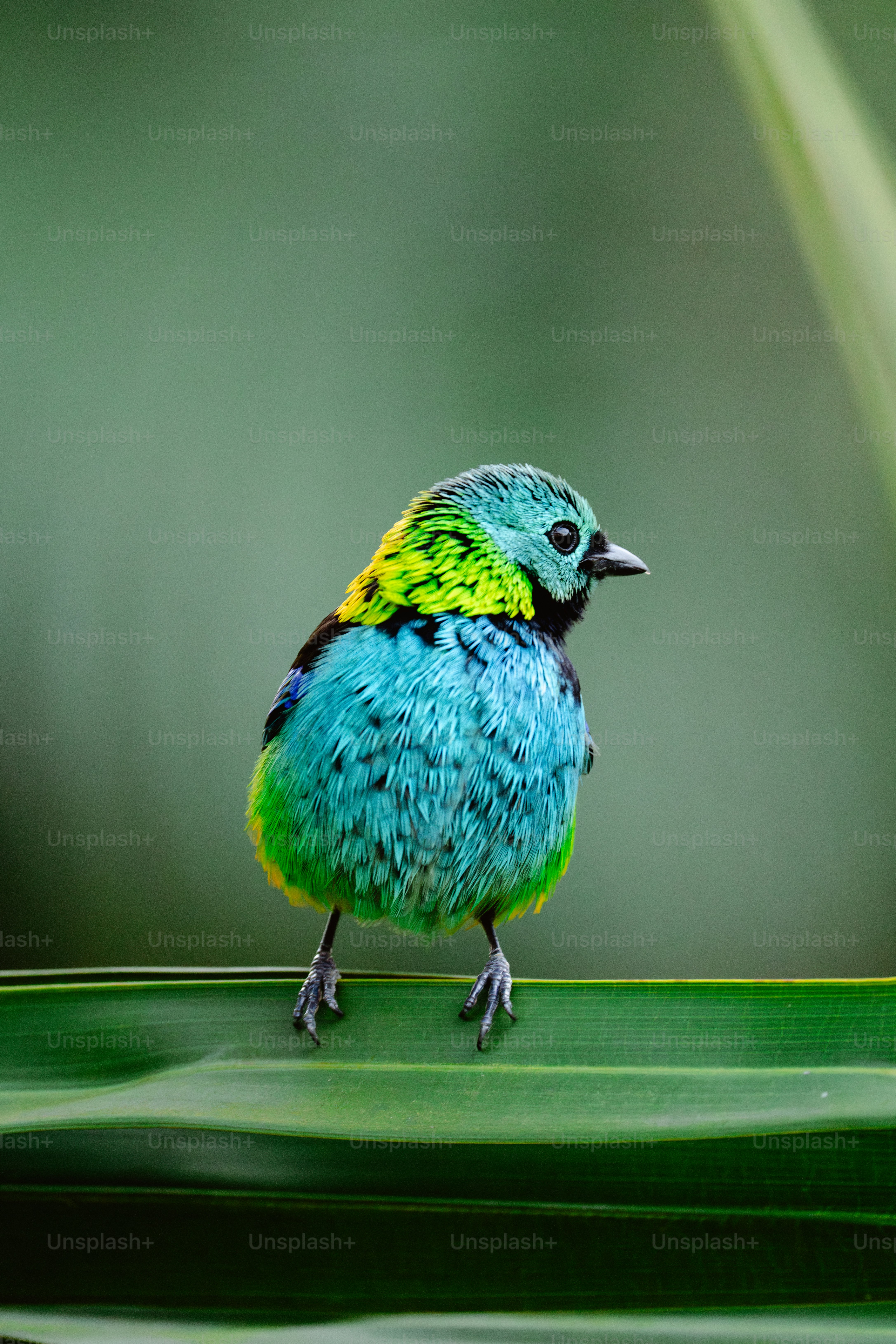 Flappy Bird Pictures | Download Free Images on Unsplash