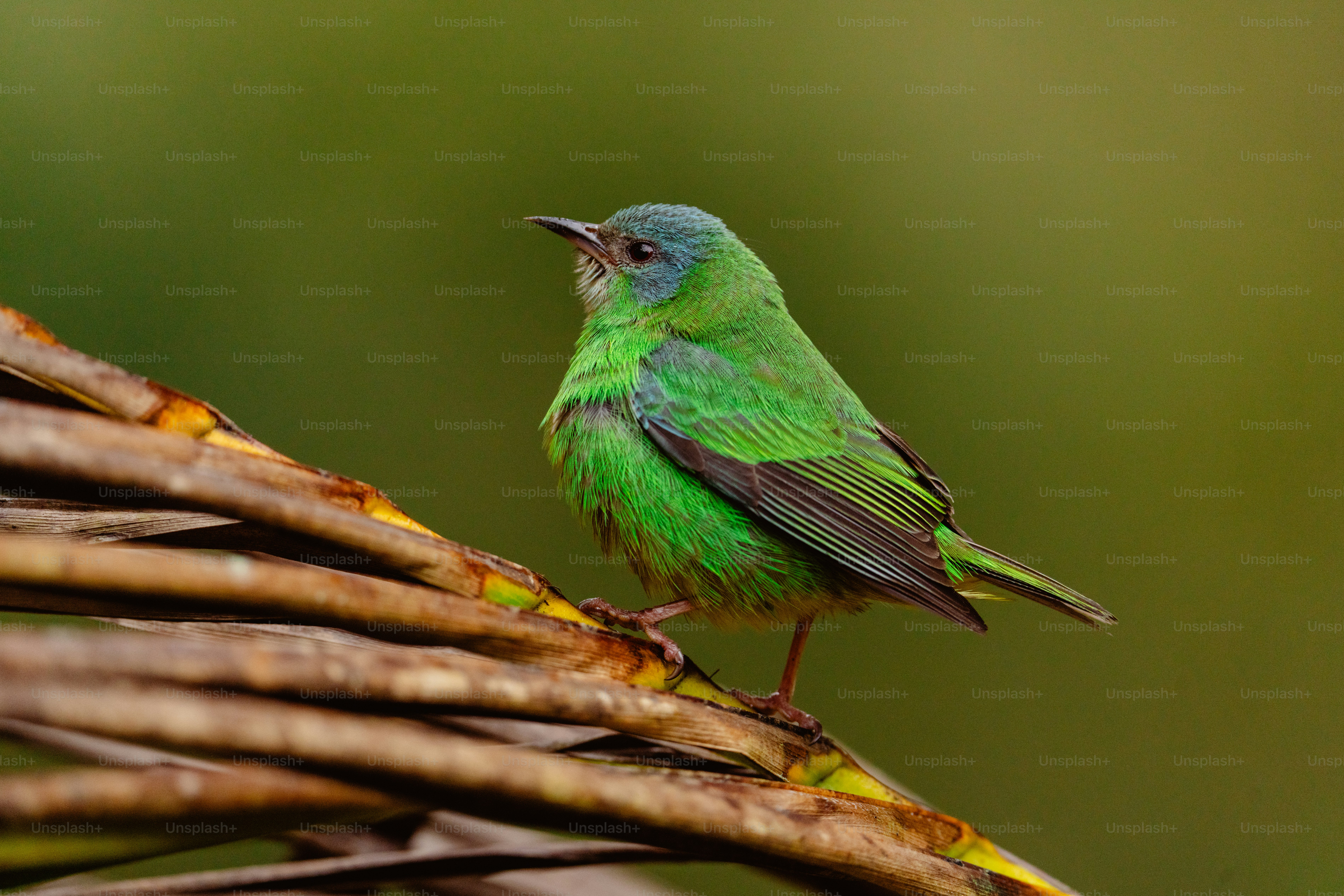 Un pequeño pájaro verde sentado en lo alto de la rama de un árbol foto ...
