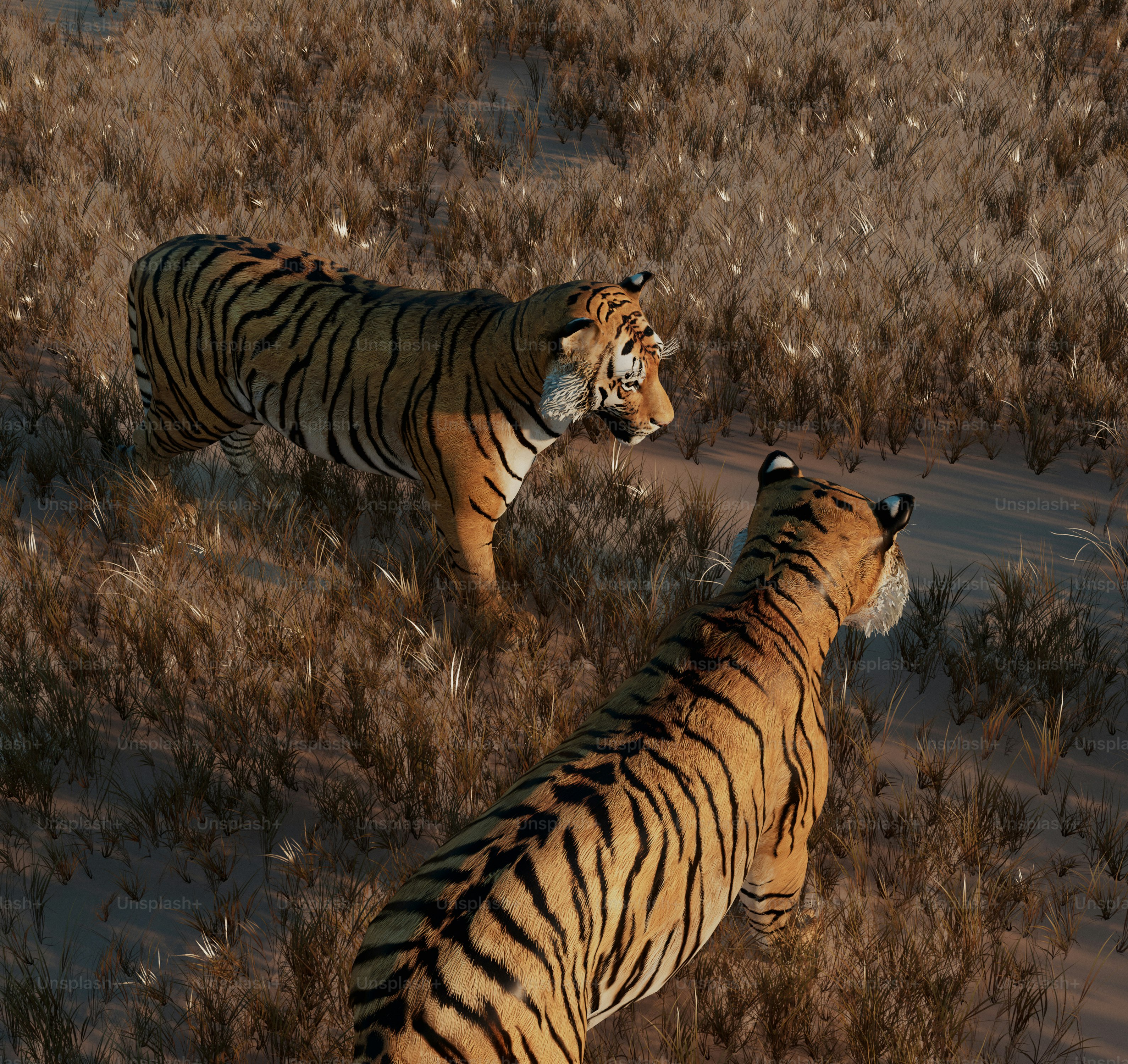 A large tiger walking across a snow covered field photo – Digital image ...