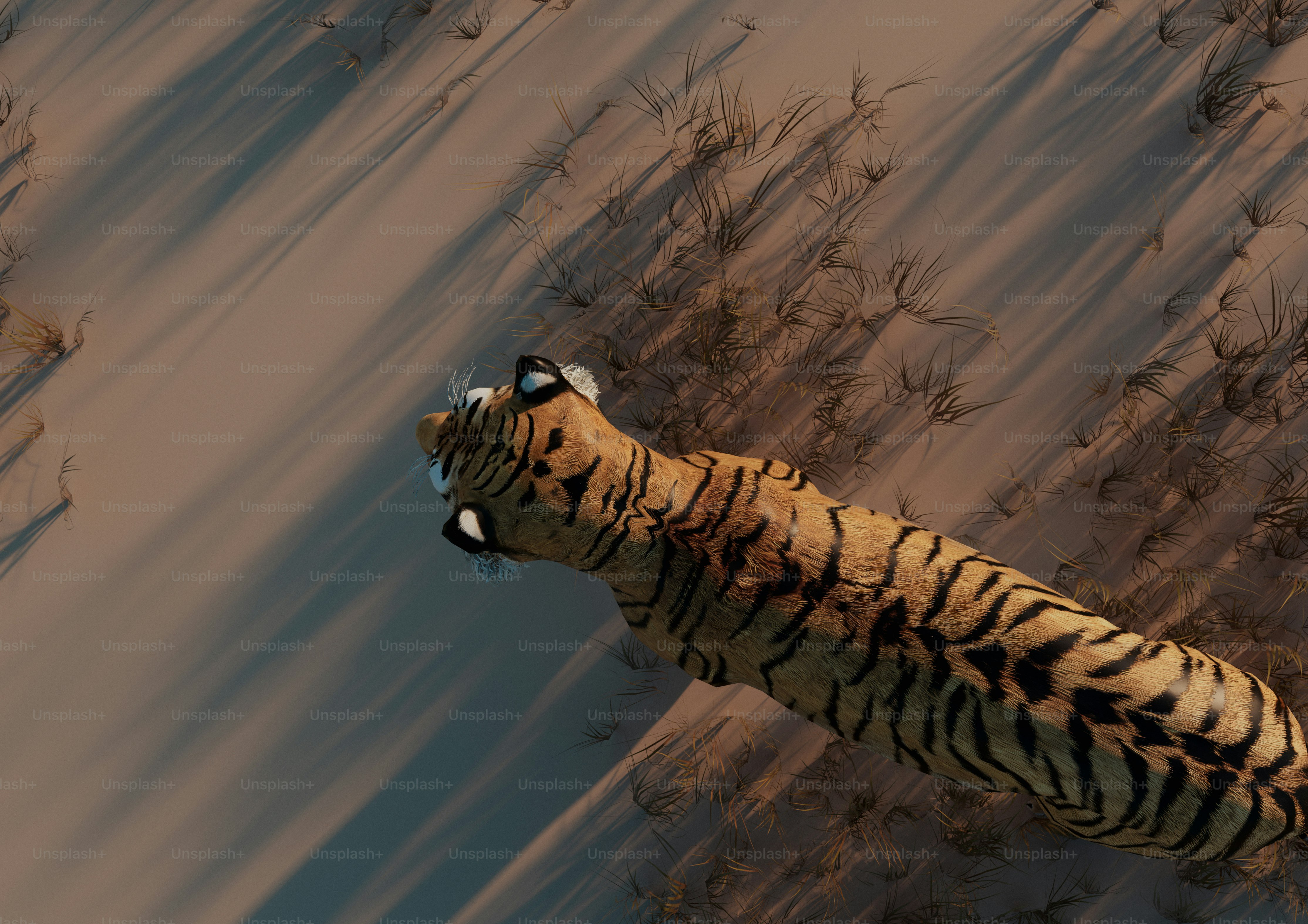 A tiger walking across a plain with a brown background photo – Tiger ...