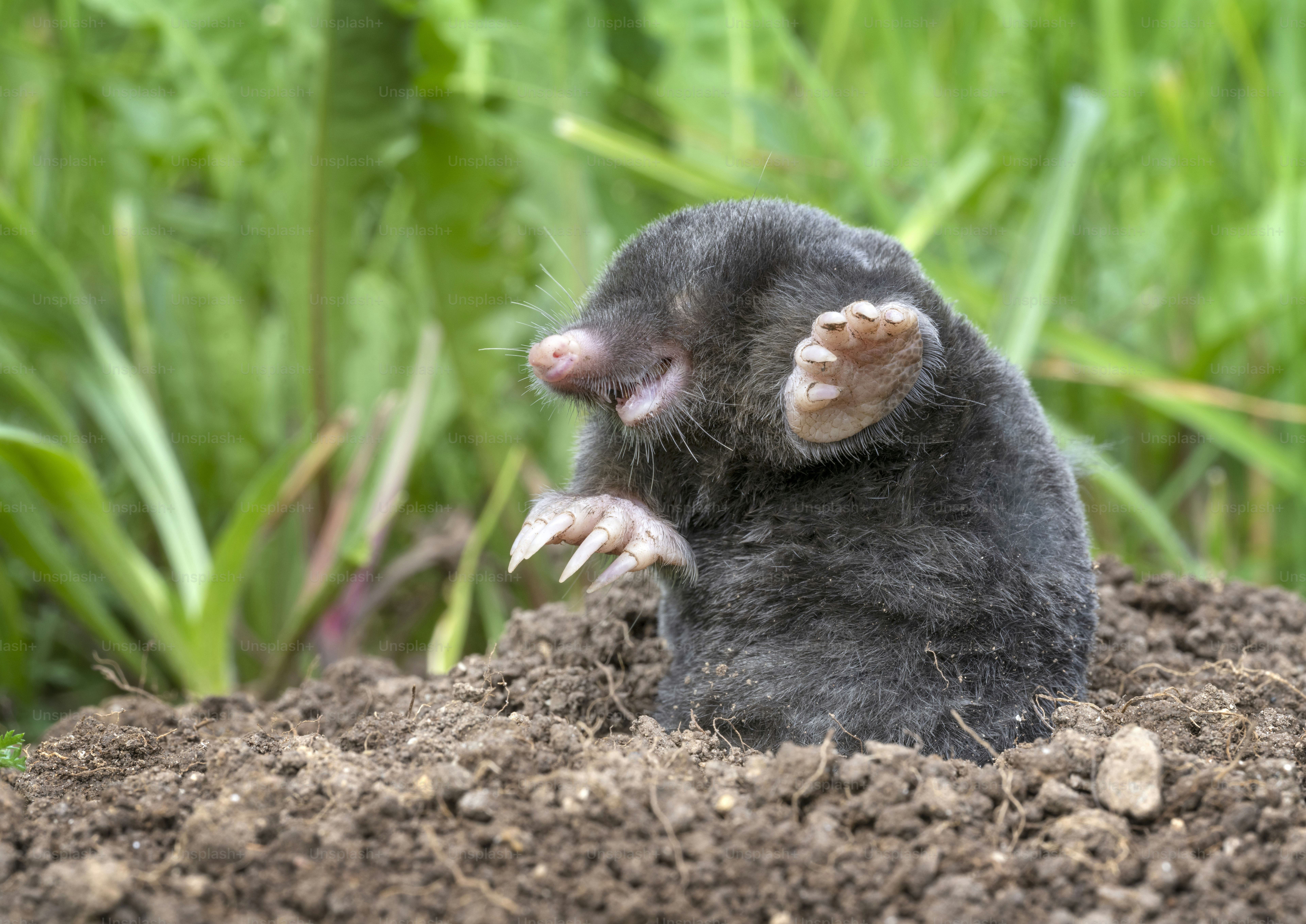Extremely rare shot of a mole just digging out of its molehill. Macro ...