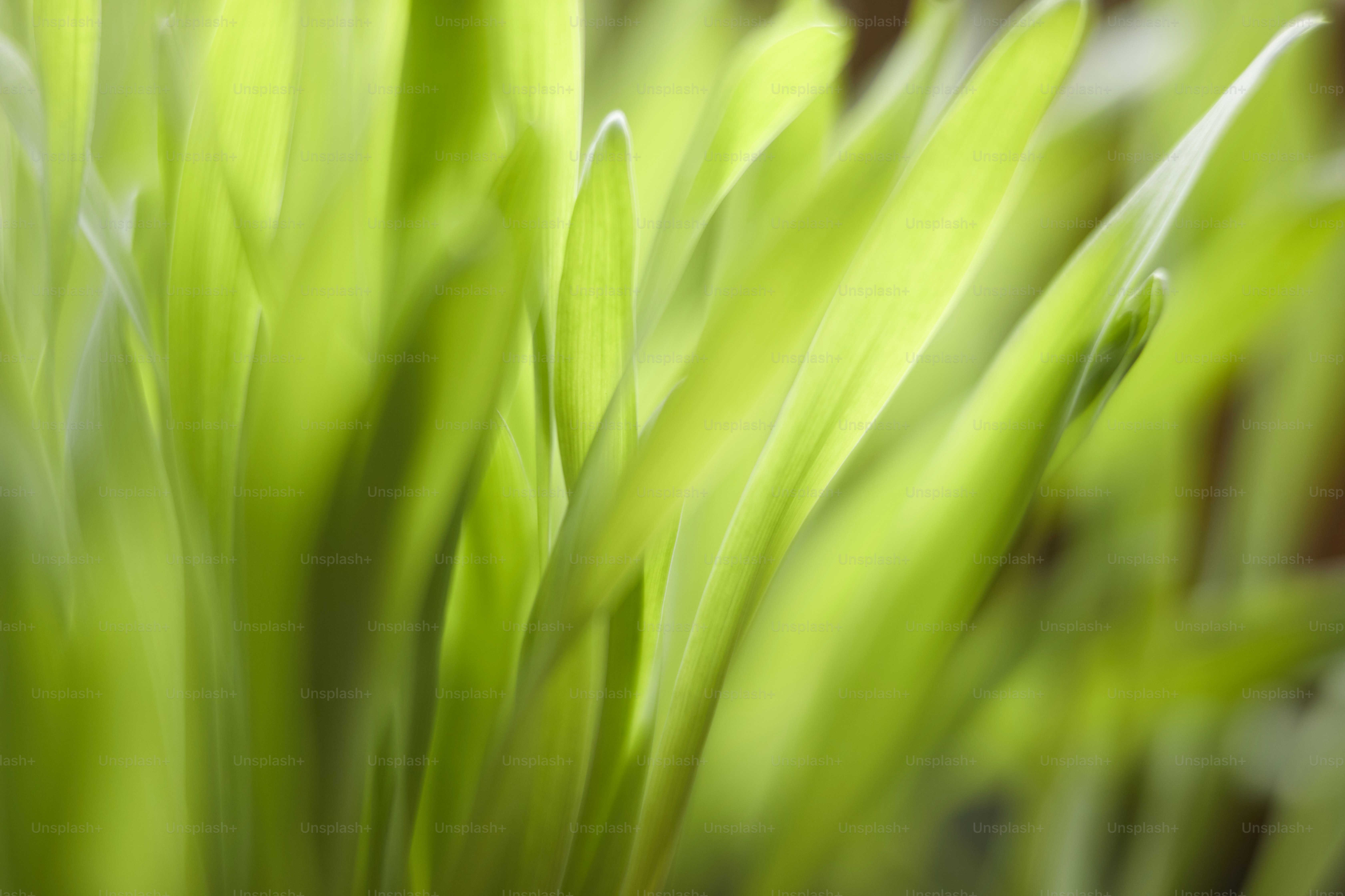 Green grass plant leaf in extreme close up photos photo – Veganism ...