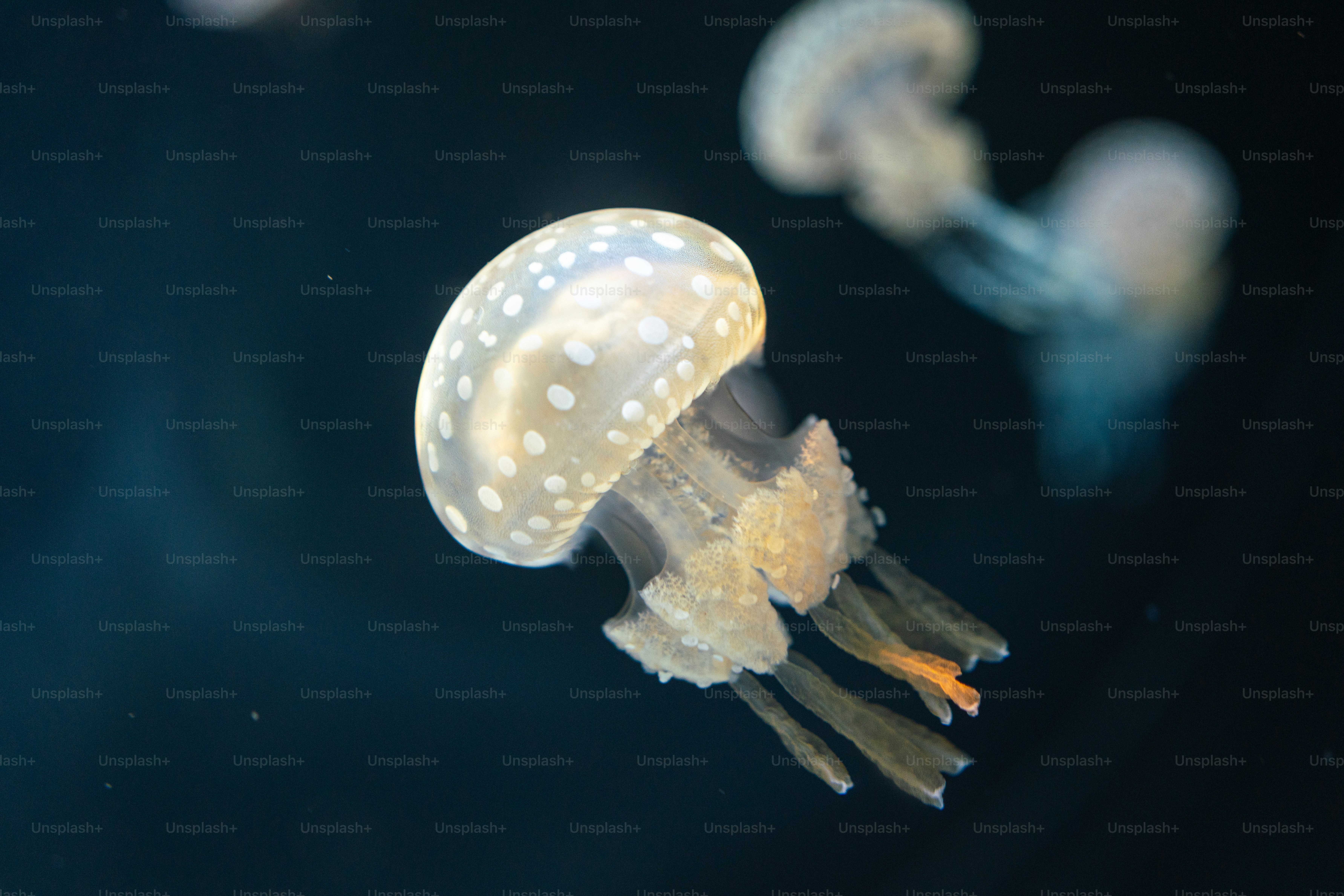 Close-up at a white small jellyfish swimming under the ocean. Animal in ...