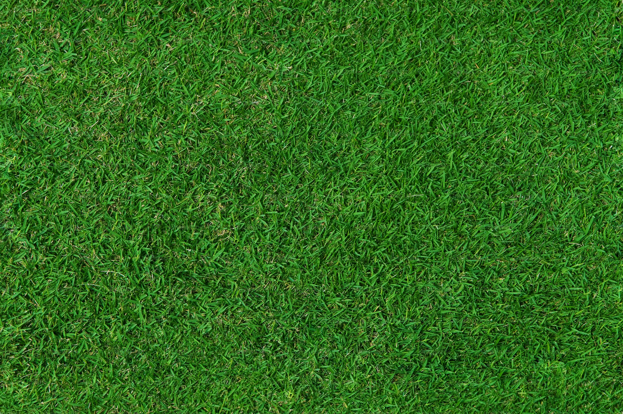45,628+ Turf Pictures | Download Free Images on Unsplash