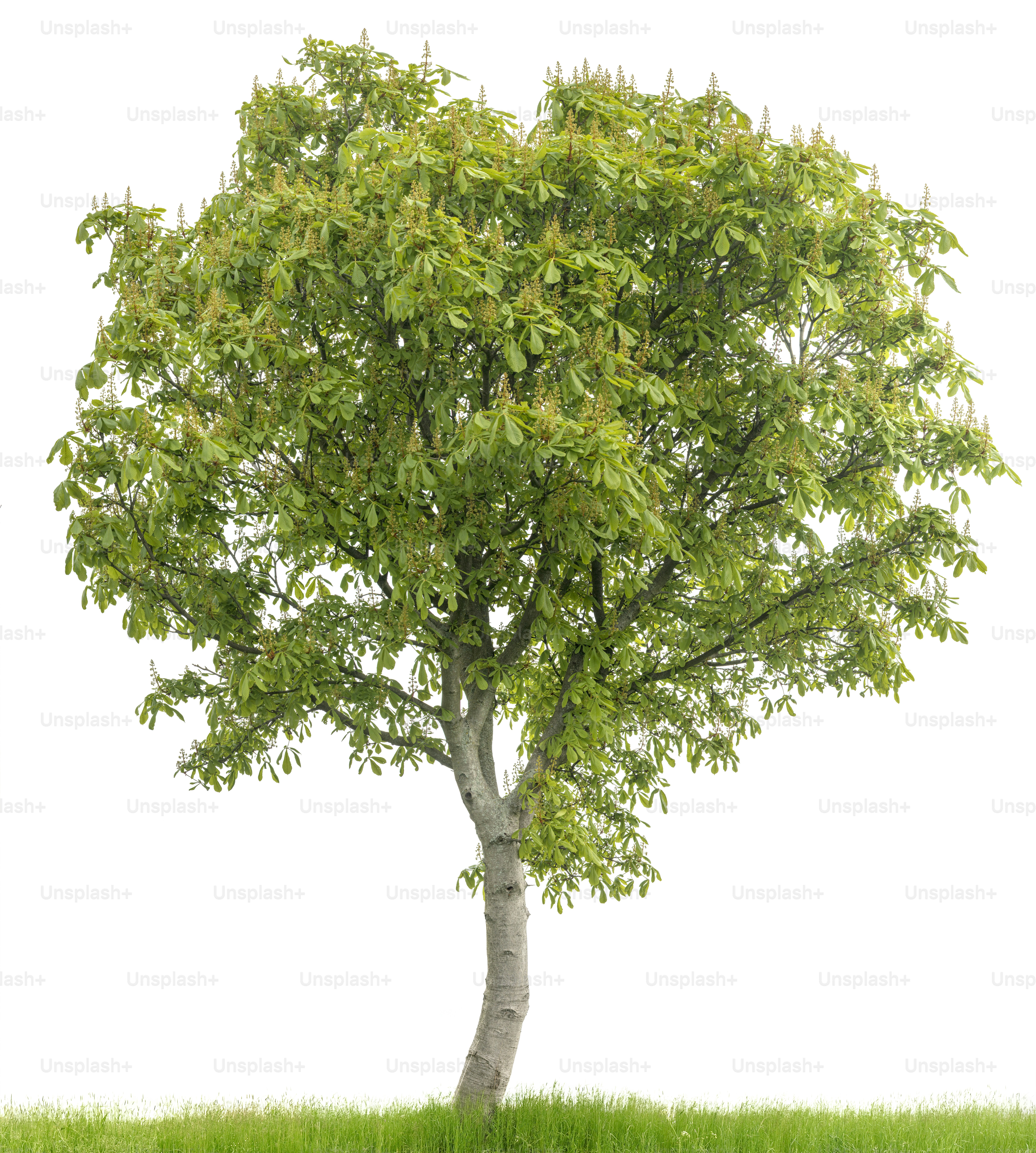 1K+ Single Tree Pictures | Download Free Images on Unsplash