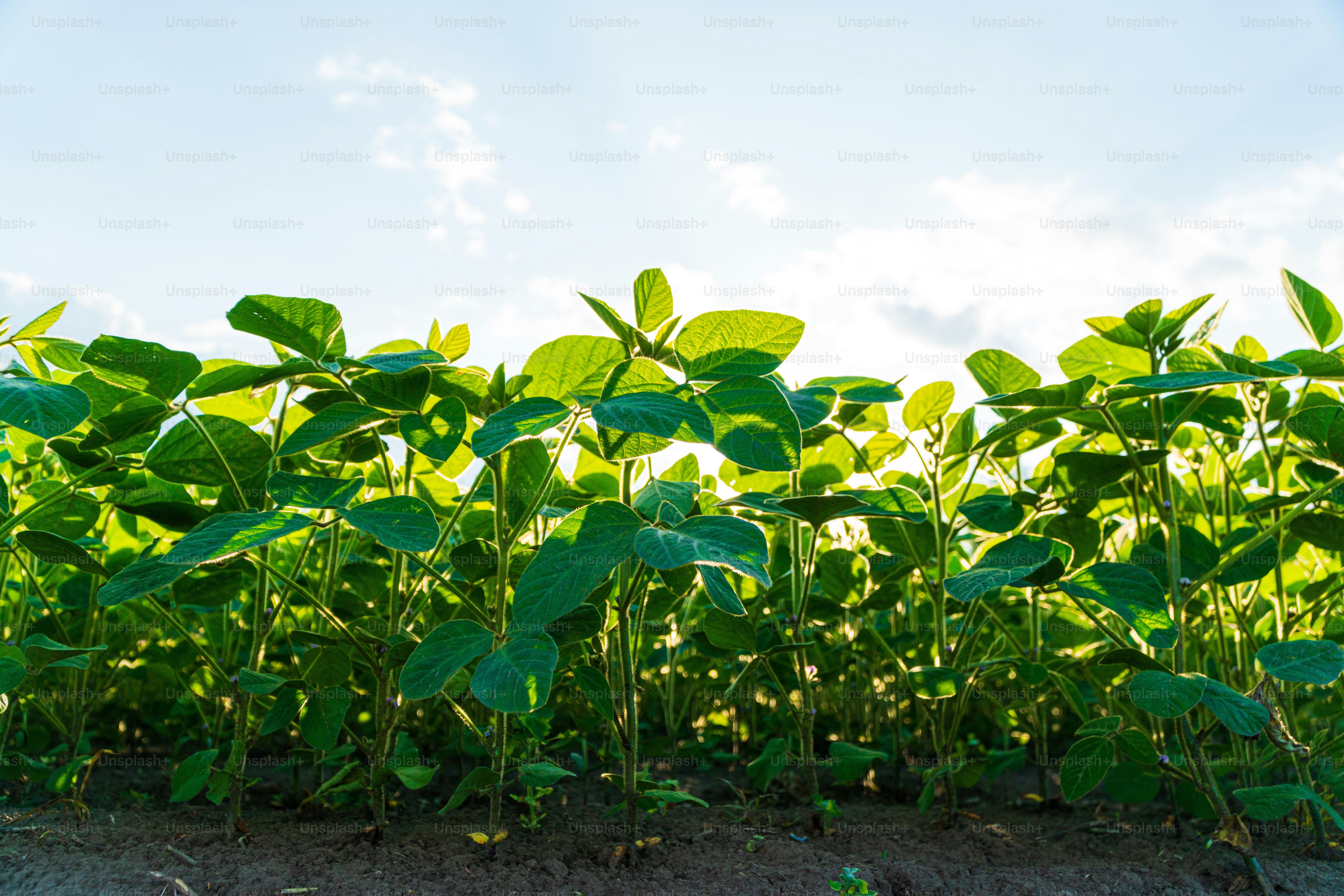 Young soy field. Soybeans agriculture nature field. Growing soy. photo ...