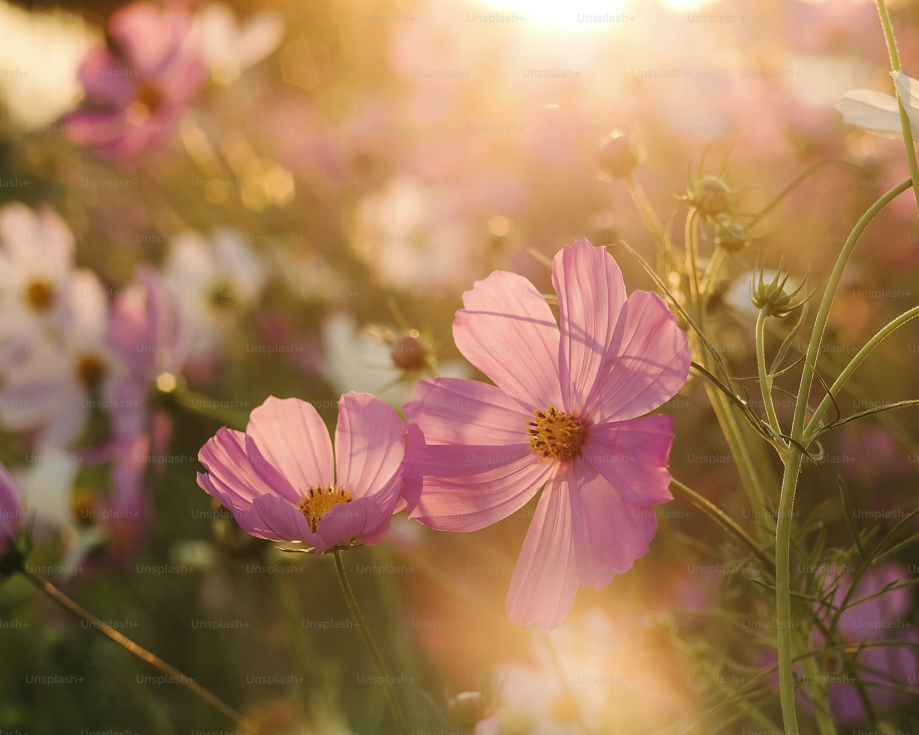 Scenic cosmos flower field landscape at sunset. Selective focus. photo ...
