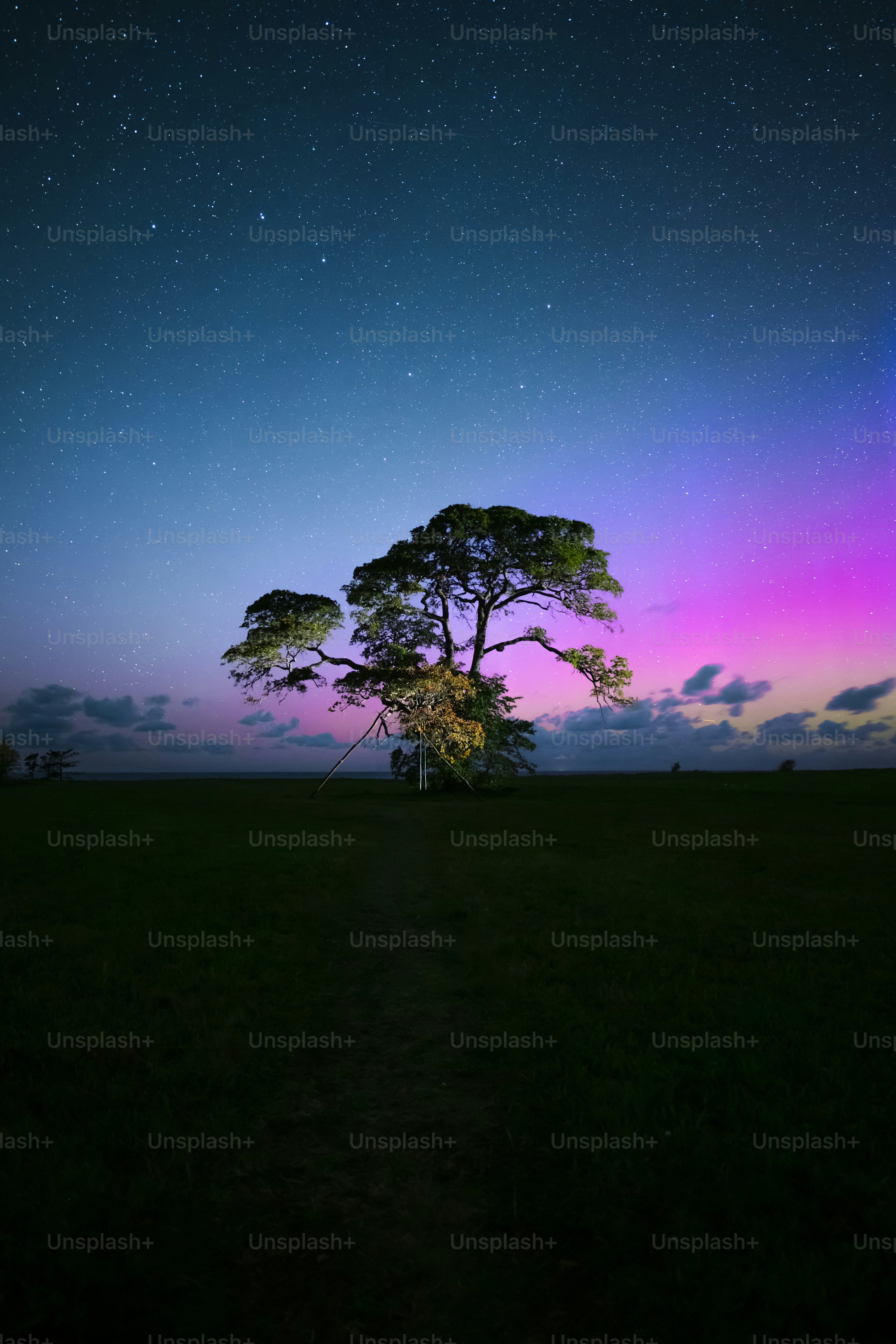 A tree in a field under a purple and blue sky photo – Northern lights ...