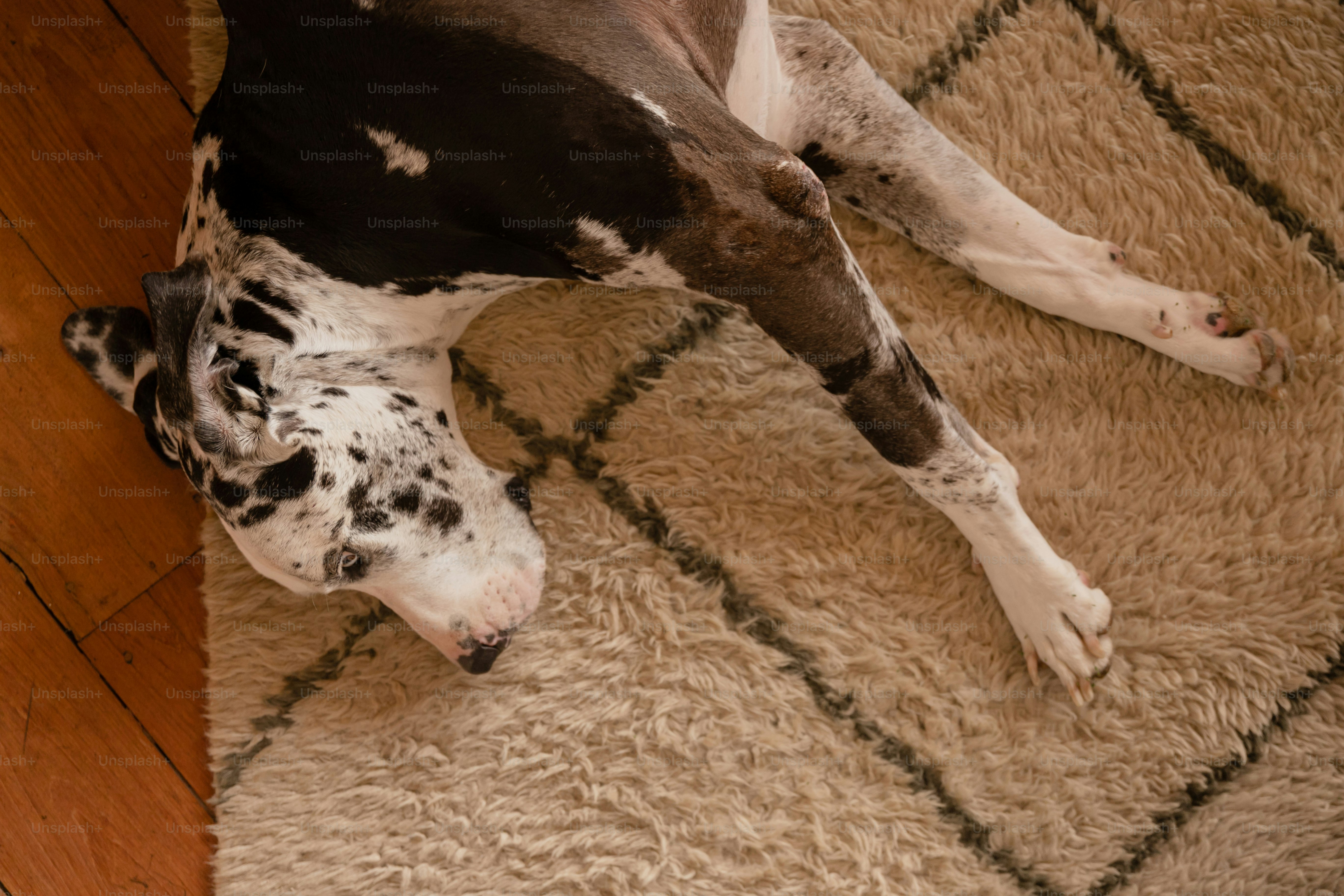 A dog laying on a rug on the floor photo – Patterns Image on Unsplash