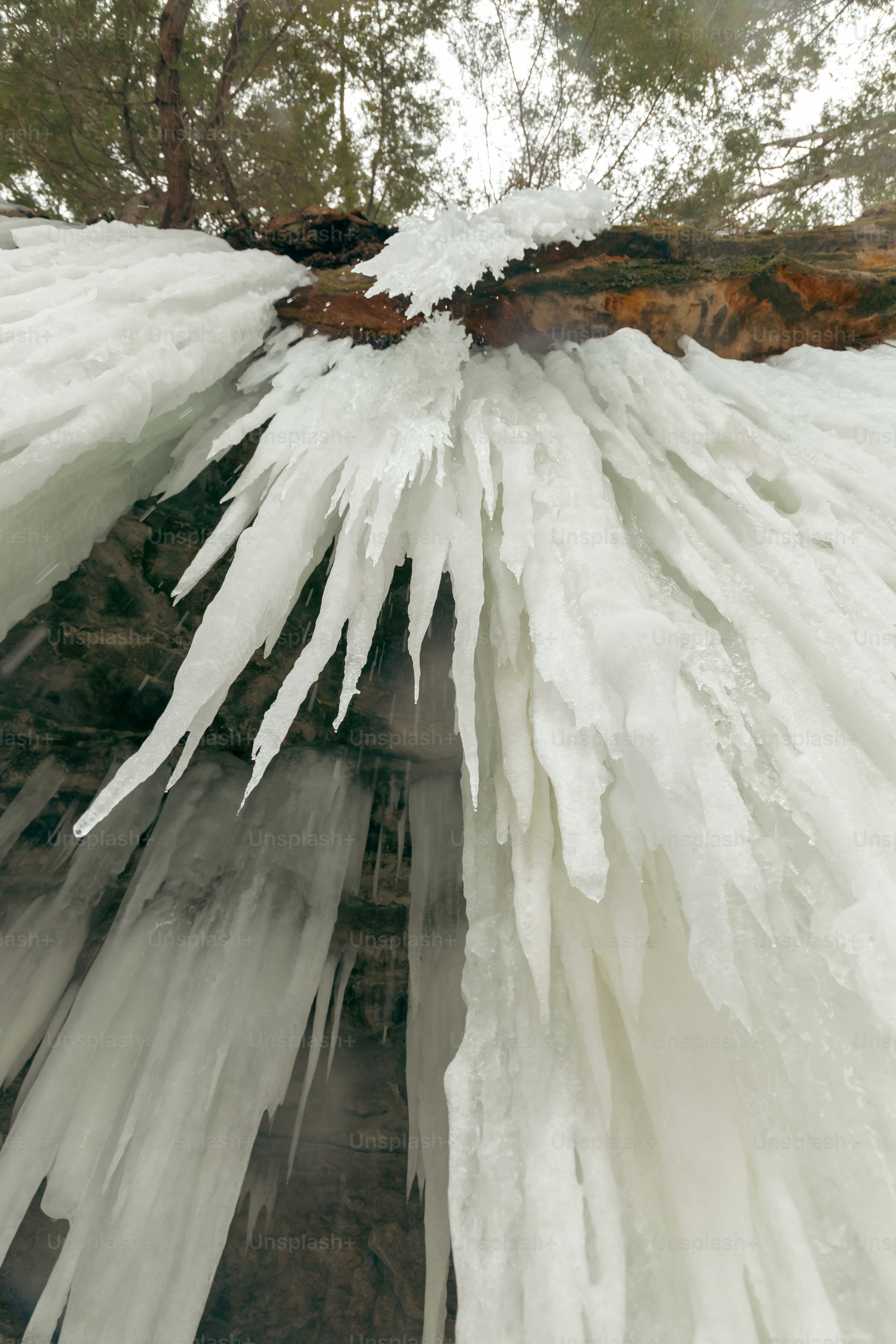 A large tree covered in ice next to a forest photo – Nature background ...