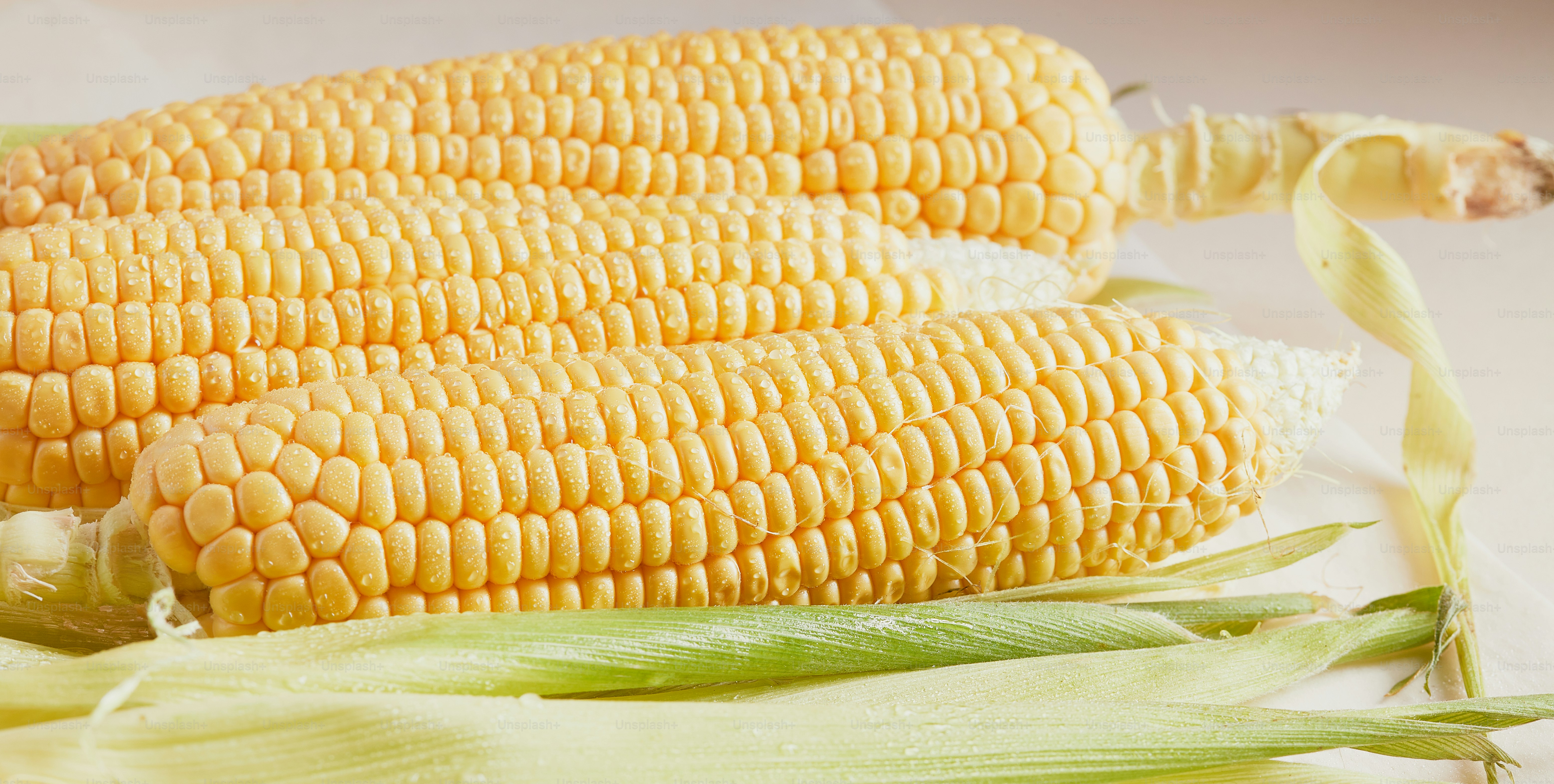 A close up of two corn on the cob photo – Food Image on Unsplash