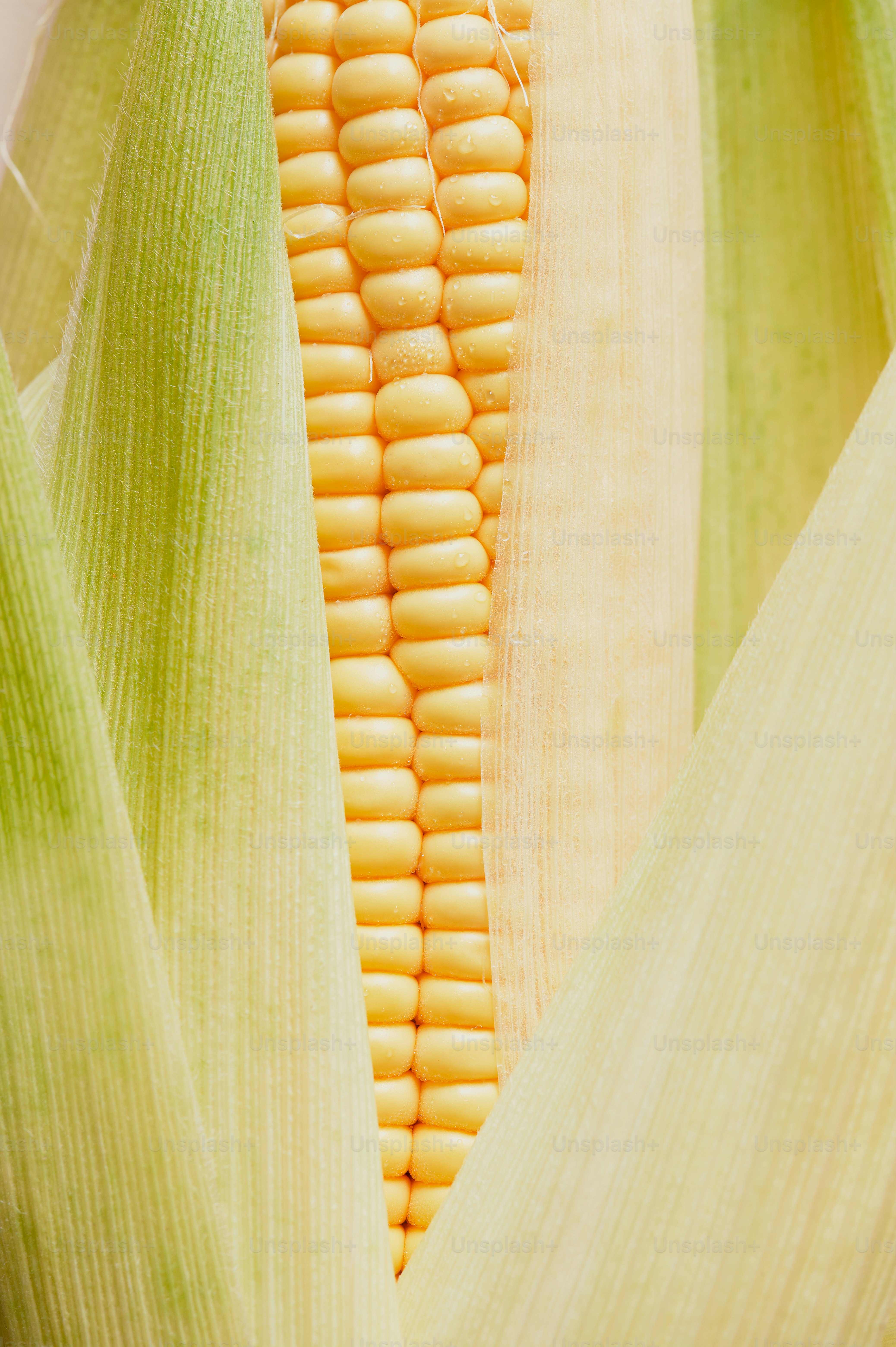 A close up of a corn on the cob photo – Food Image on Unsplash