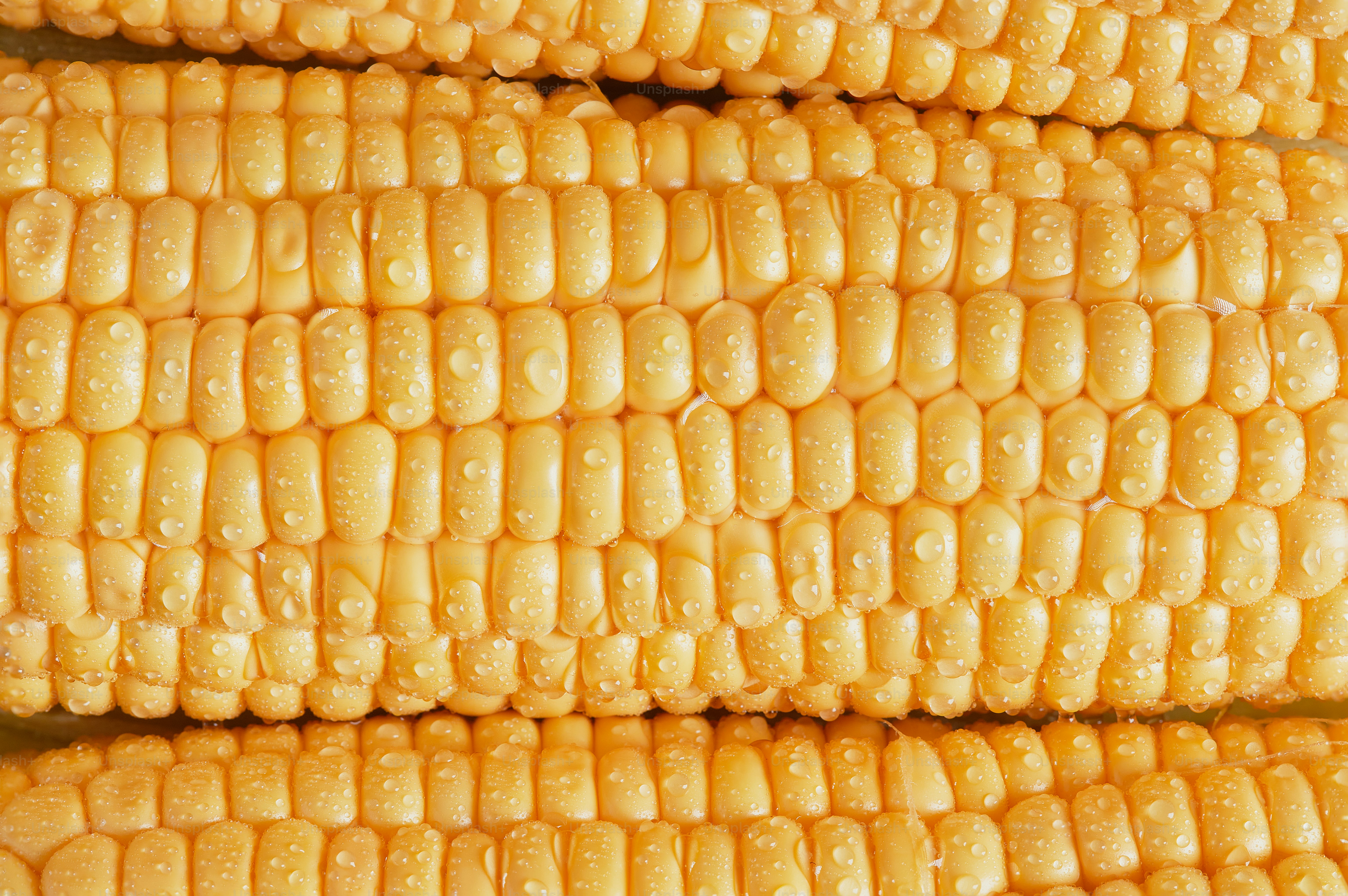 A close up of a corn on the cob photo – Food Image on Unsplash