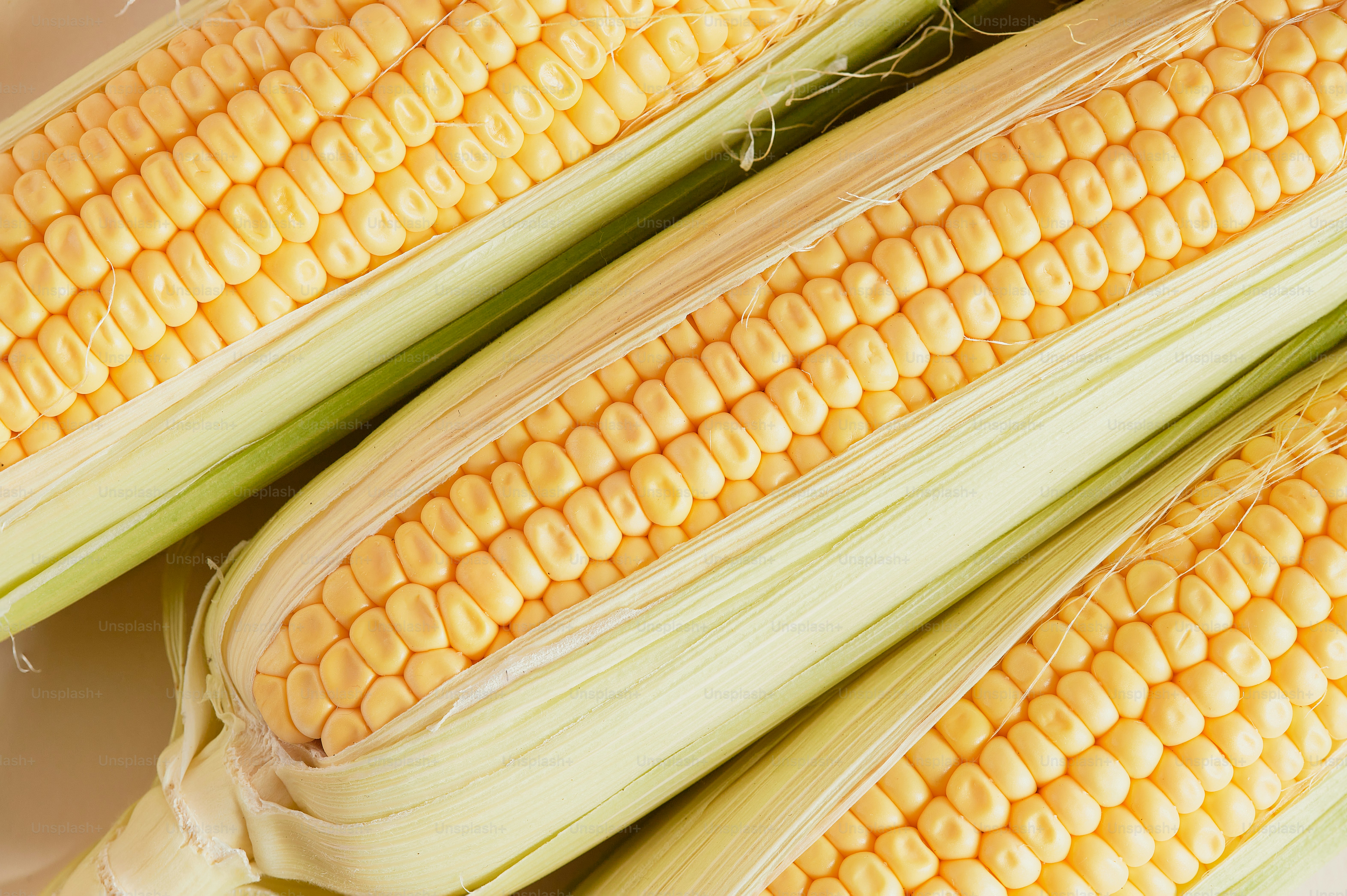 Three ears of corn on a plate photo – Macro Image on Unsplash