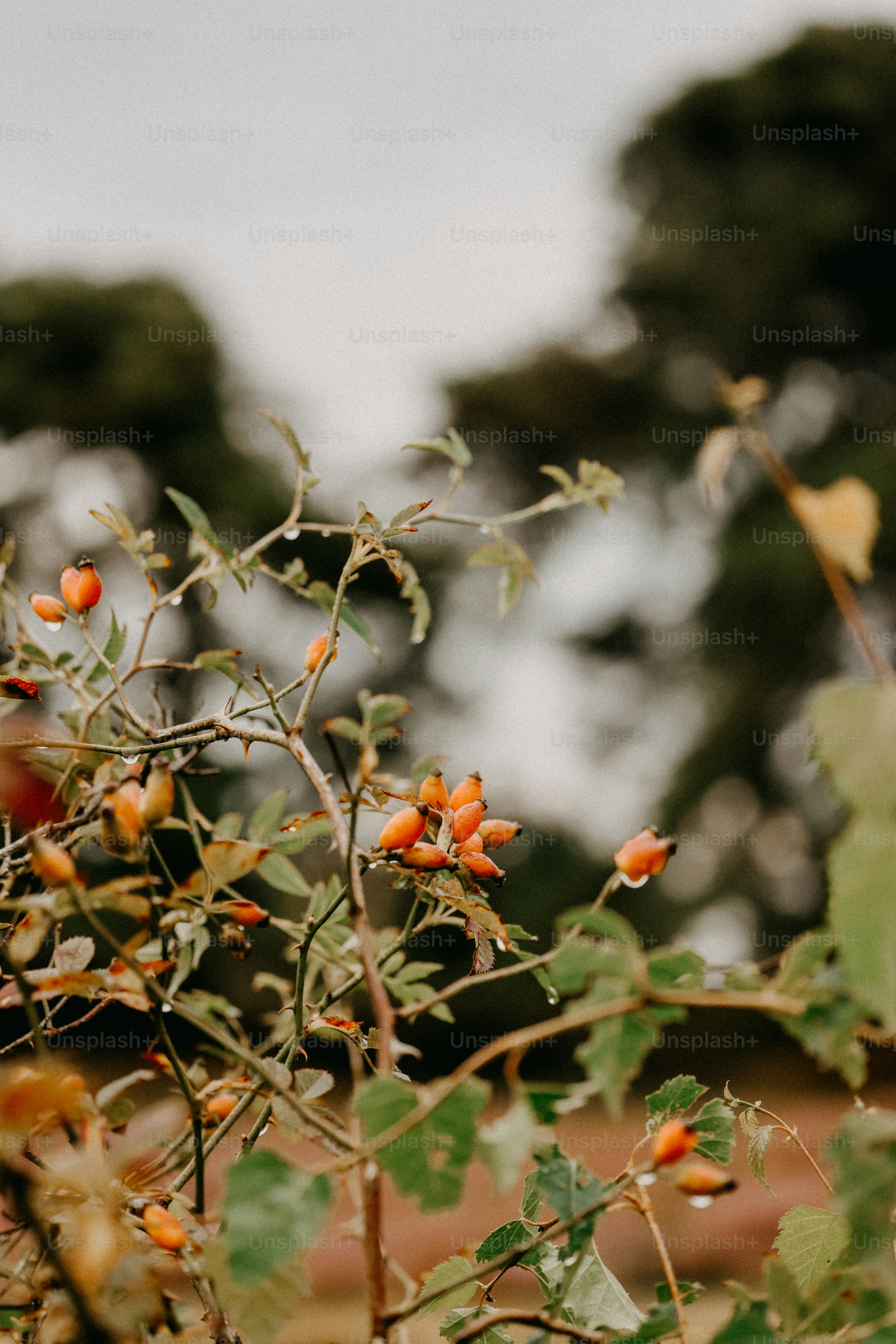 A bush with small orange berries growing on it photo – Nature Image on ...