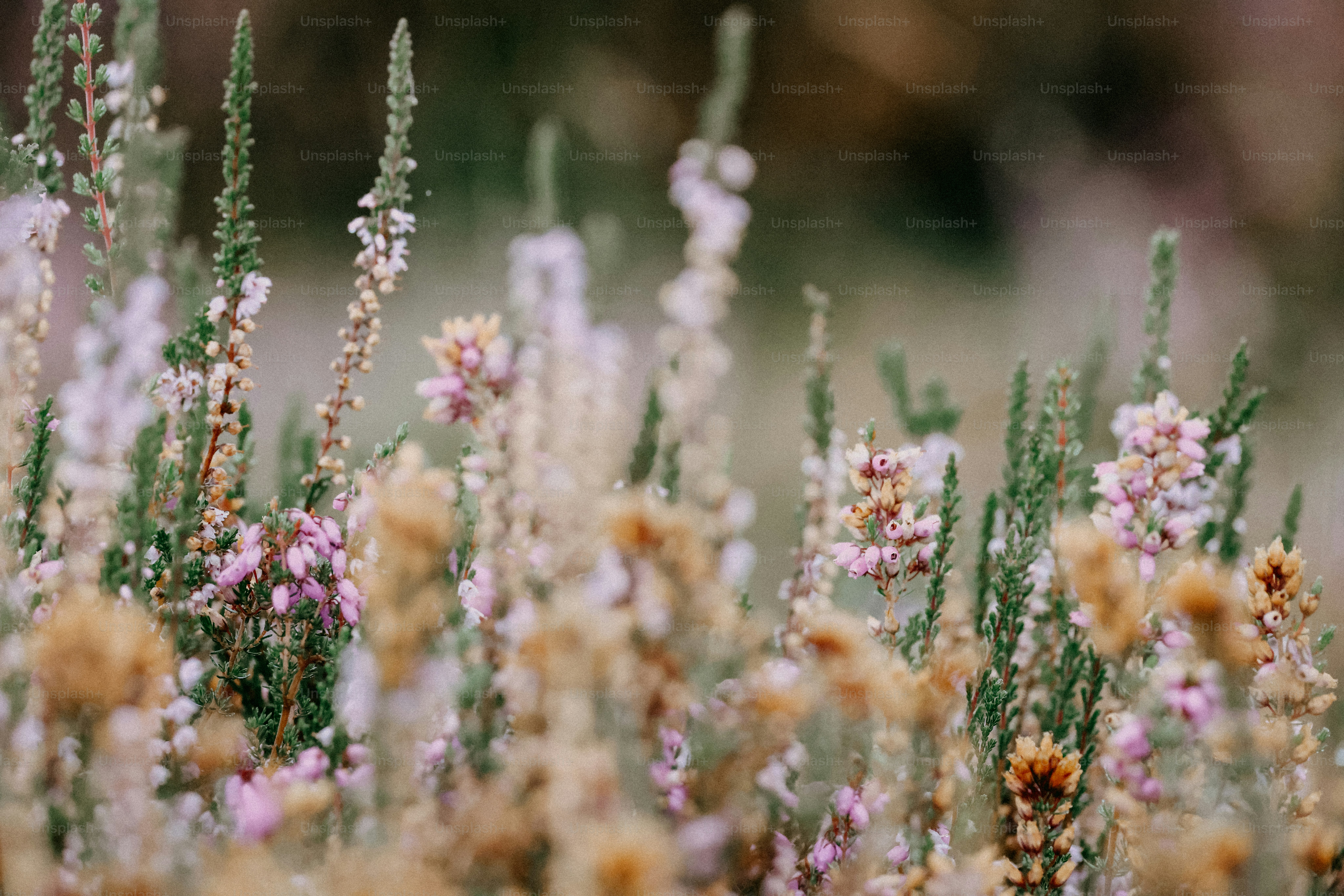 A bunch of flowers that are in the grass photo – Nature Image on Unsplash