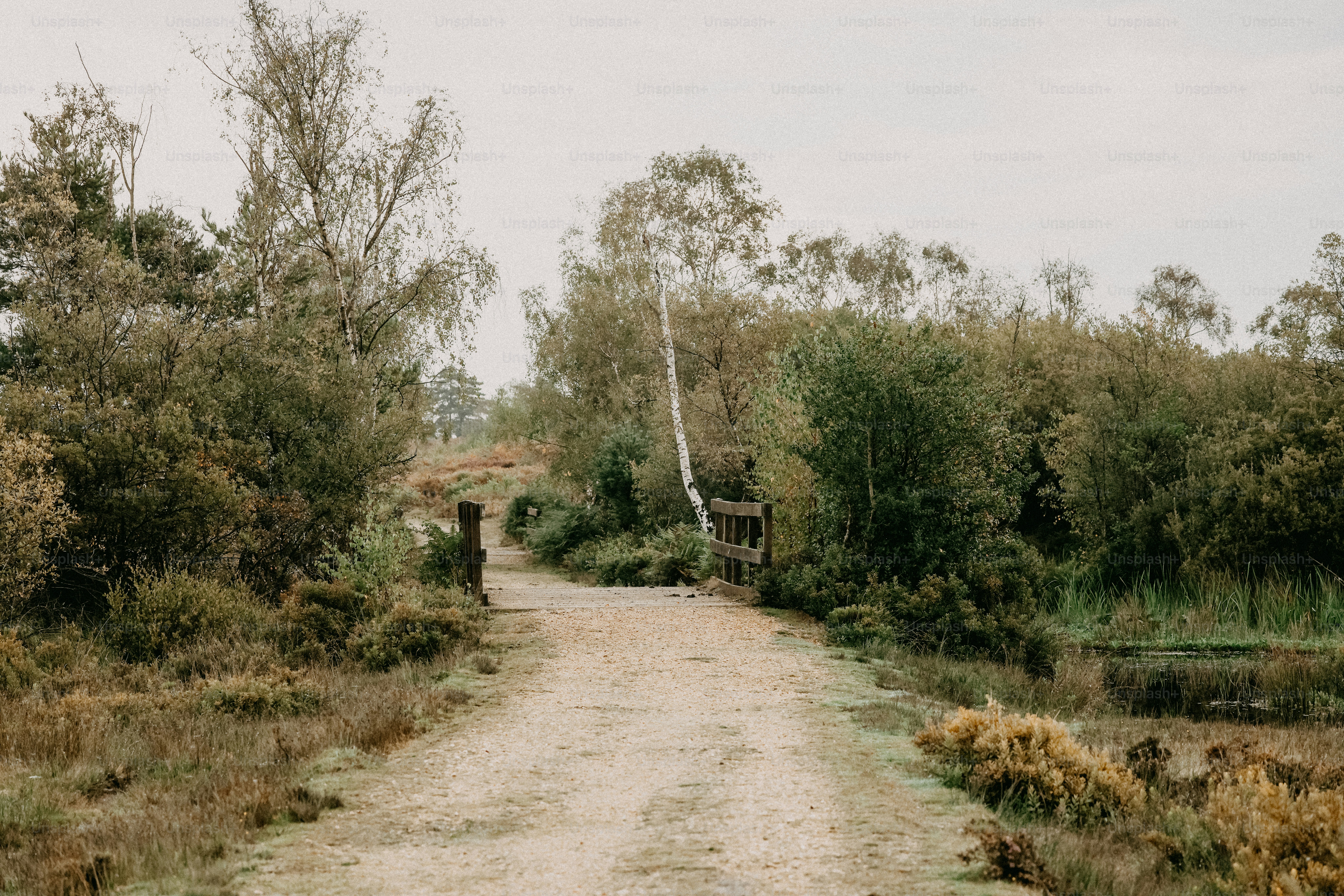 Dirt Path Pictures | Download Free Images on Unsplash