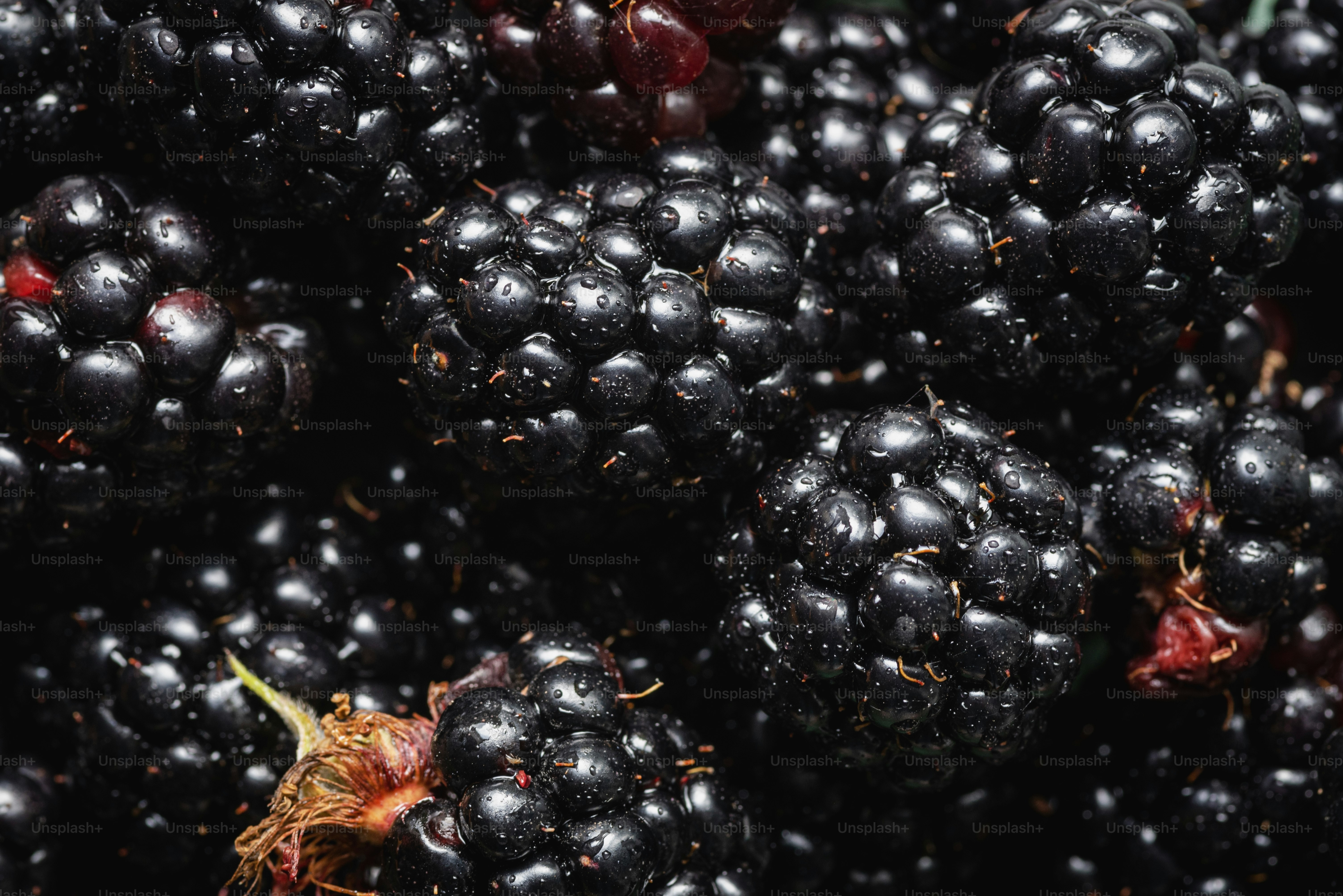 A close up of a bunch of blackberries photo – Fruit Image on Unsplash