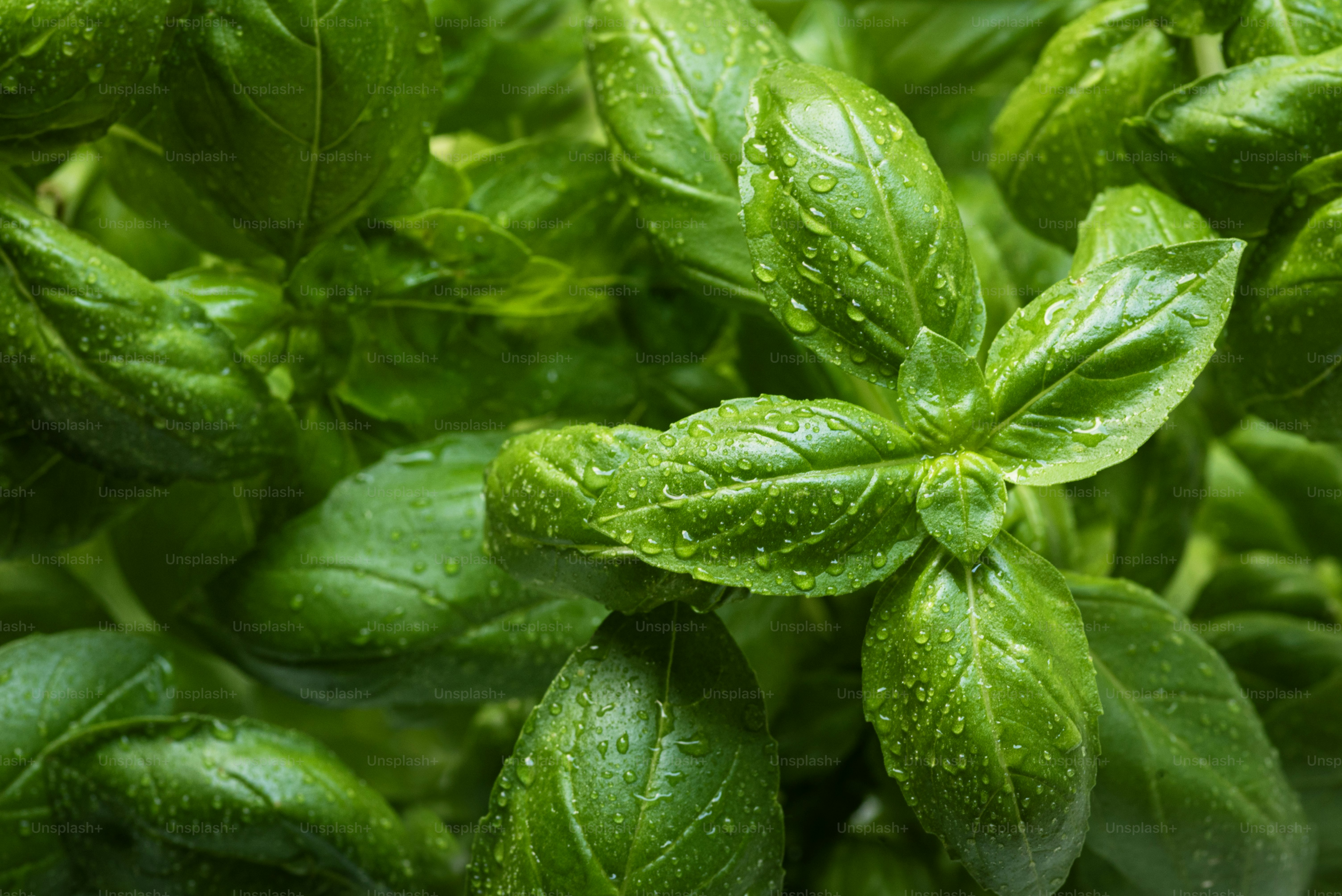 Basil Pictures | Download Free Images on Unsplash