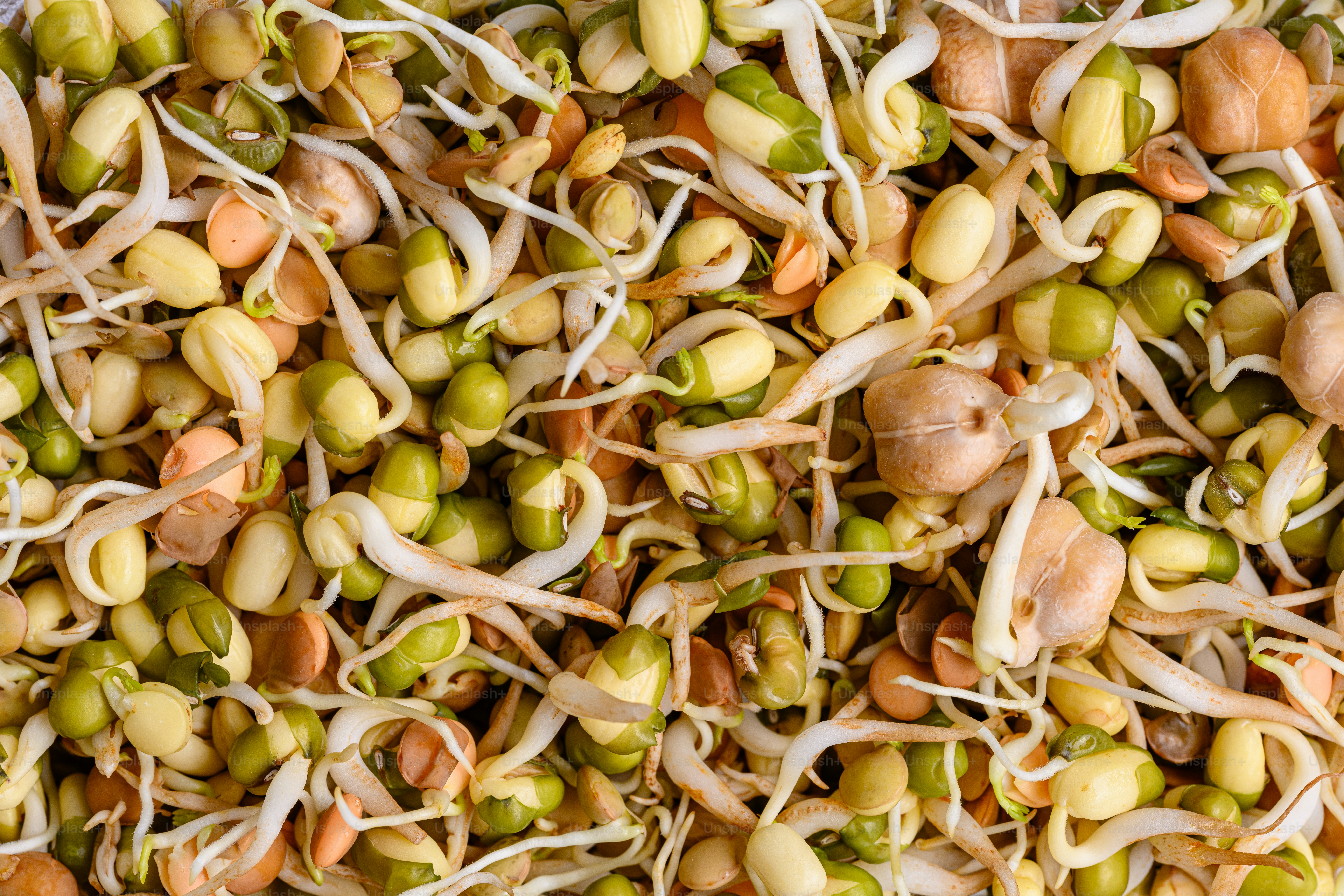 A pile of sprouts and nuts with sprouts on top photo – Food Image on ...