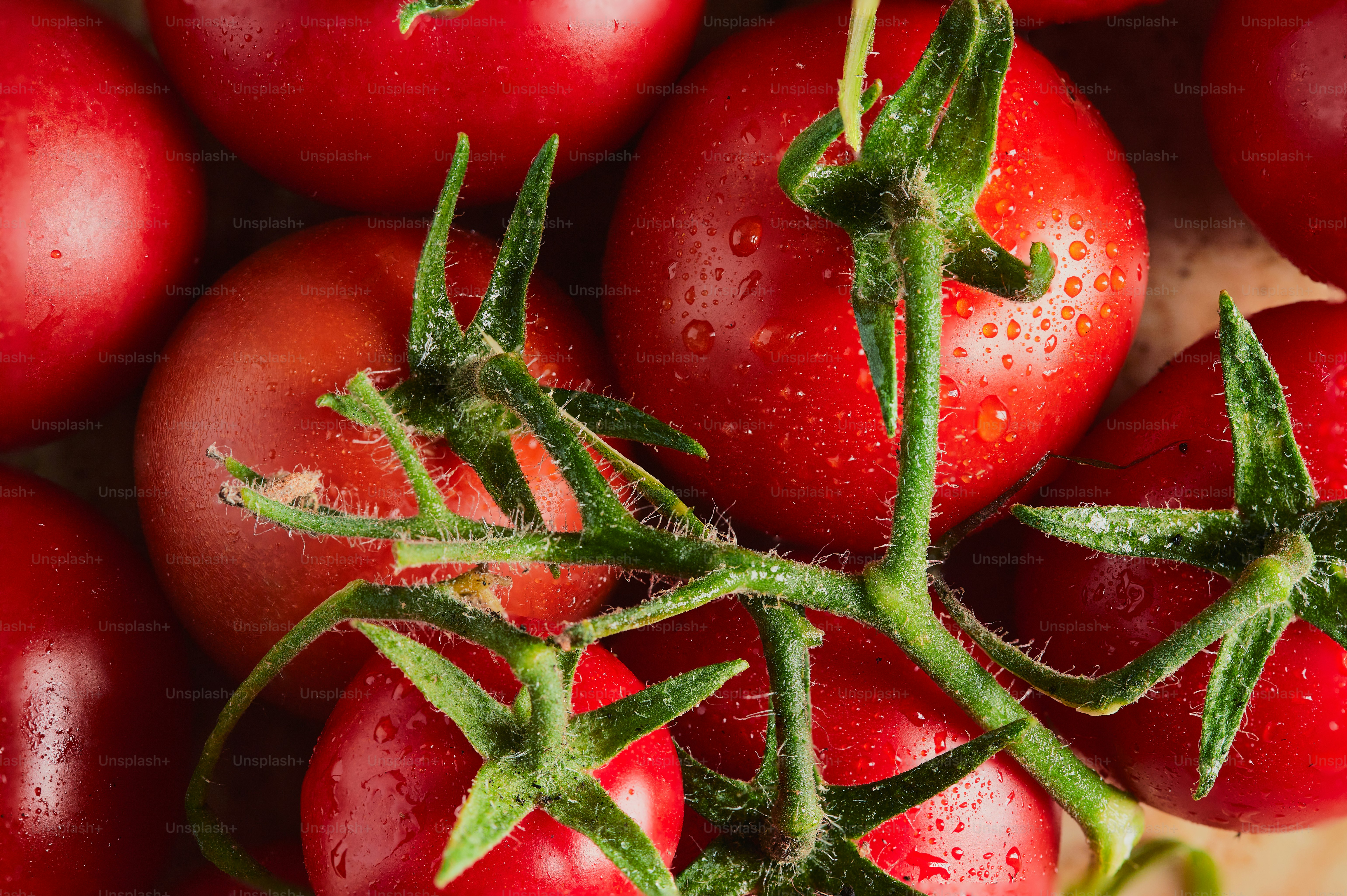 Un gros plan d’un bouquet de tomates sur une table photo – Image de ...